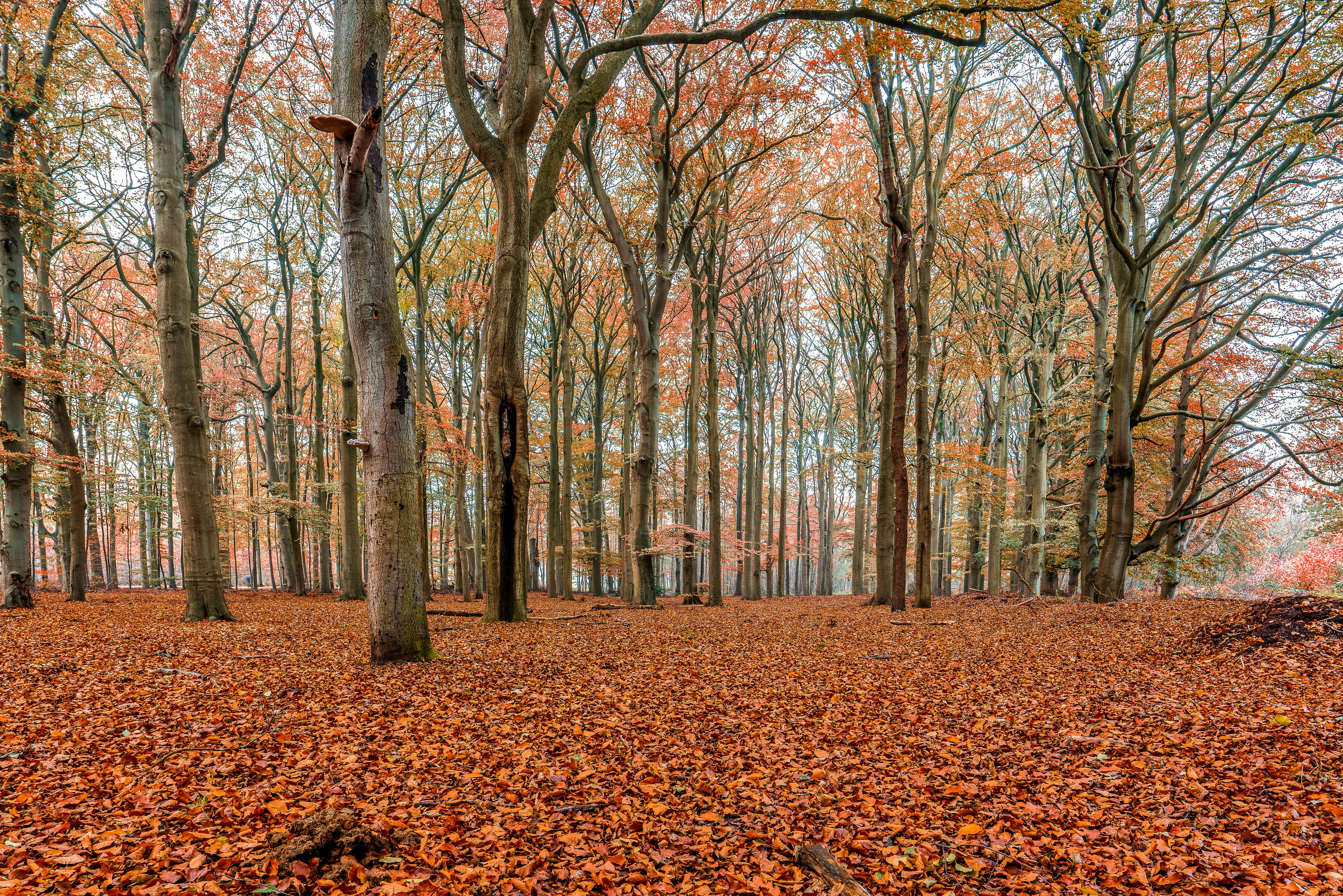 A Forest during Fall · Free Stock Photo