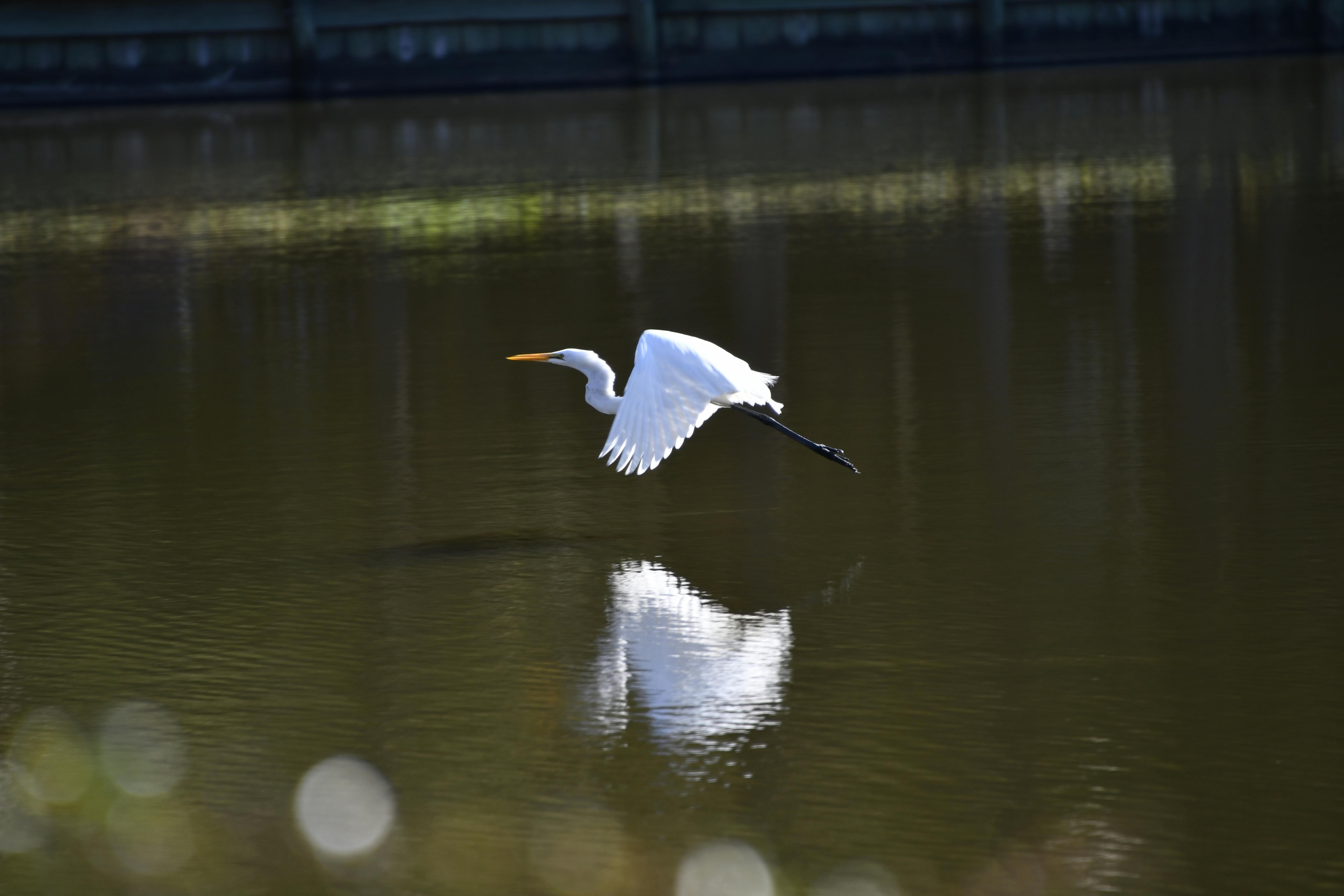 Flying Egrets Photos, Download Free Flying Egrets Stock Photos & HD Images