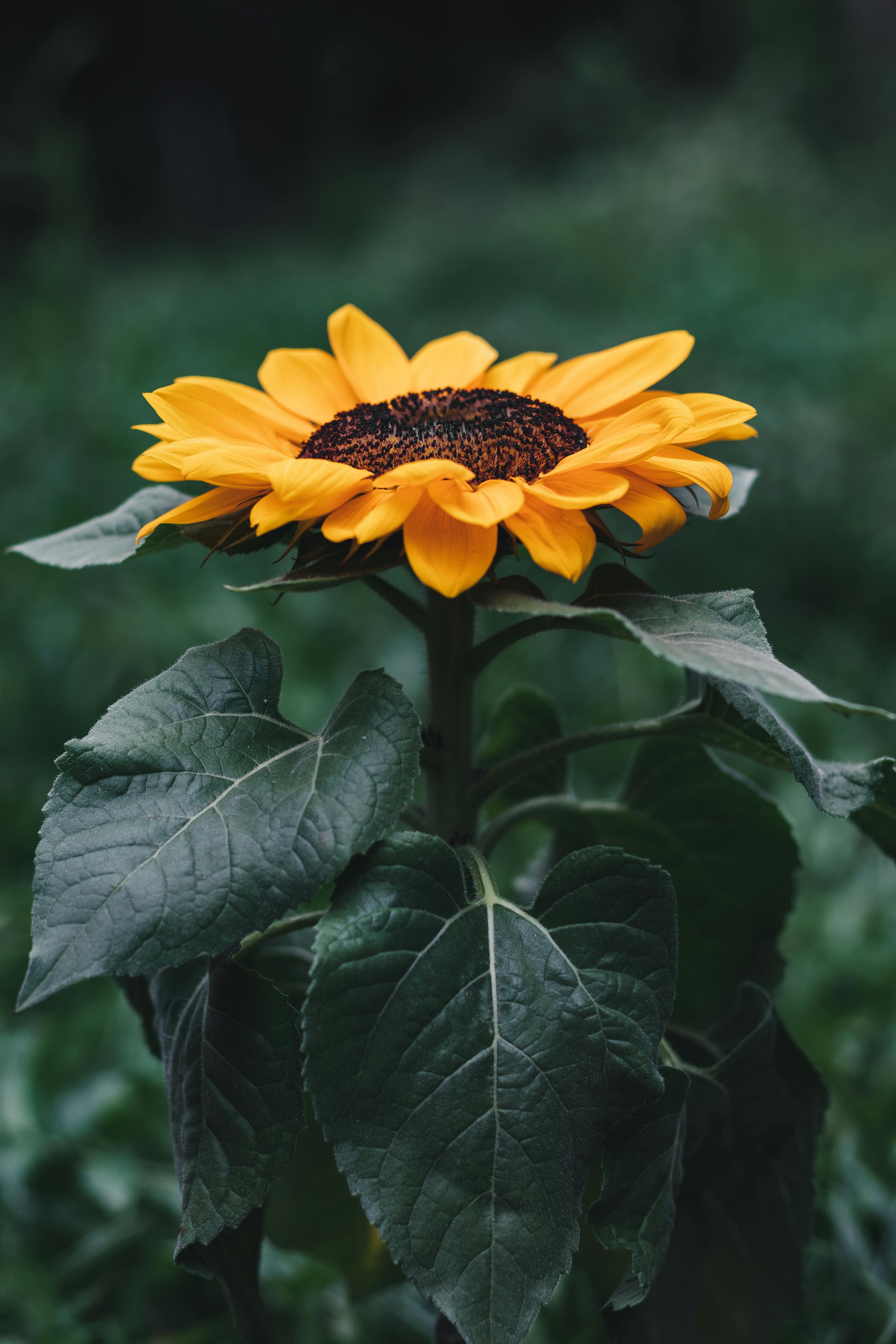 Photo of Sunflowers · Free Stock Photo