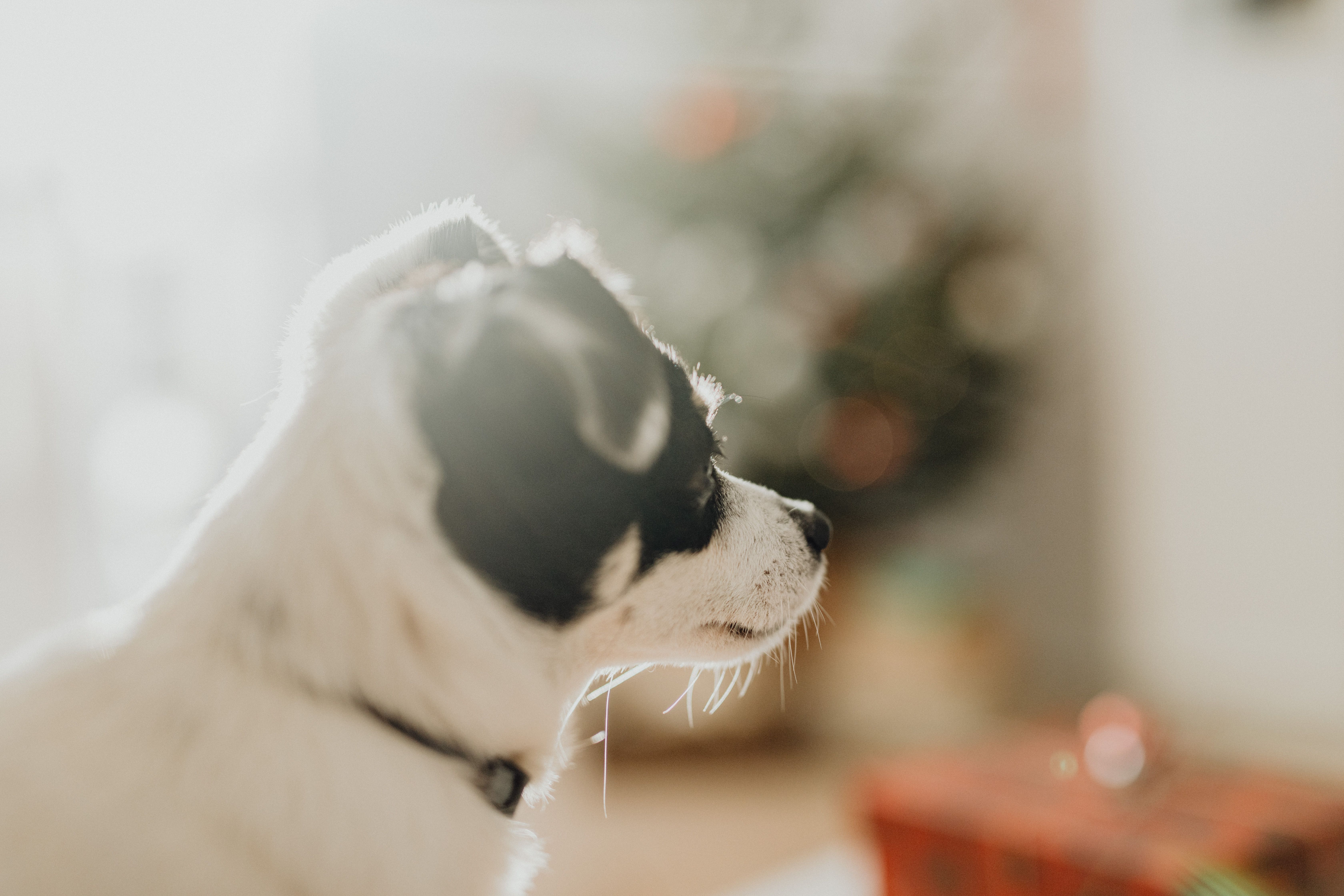 Dog in Sunlight · Free Stock Photo