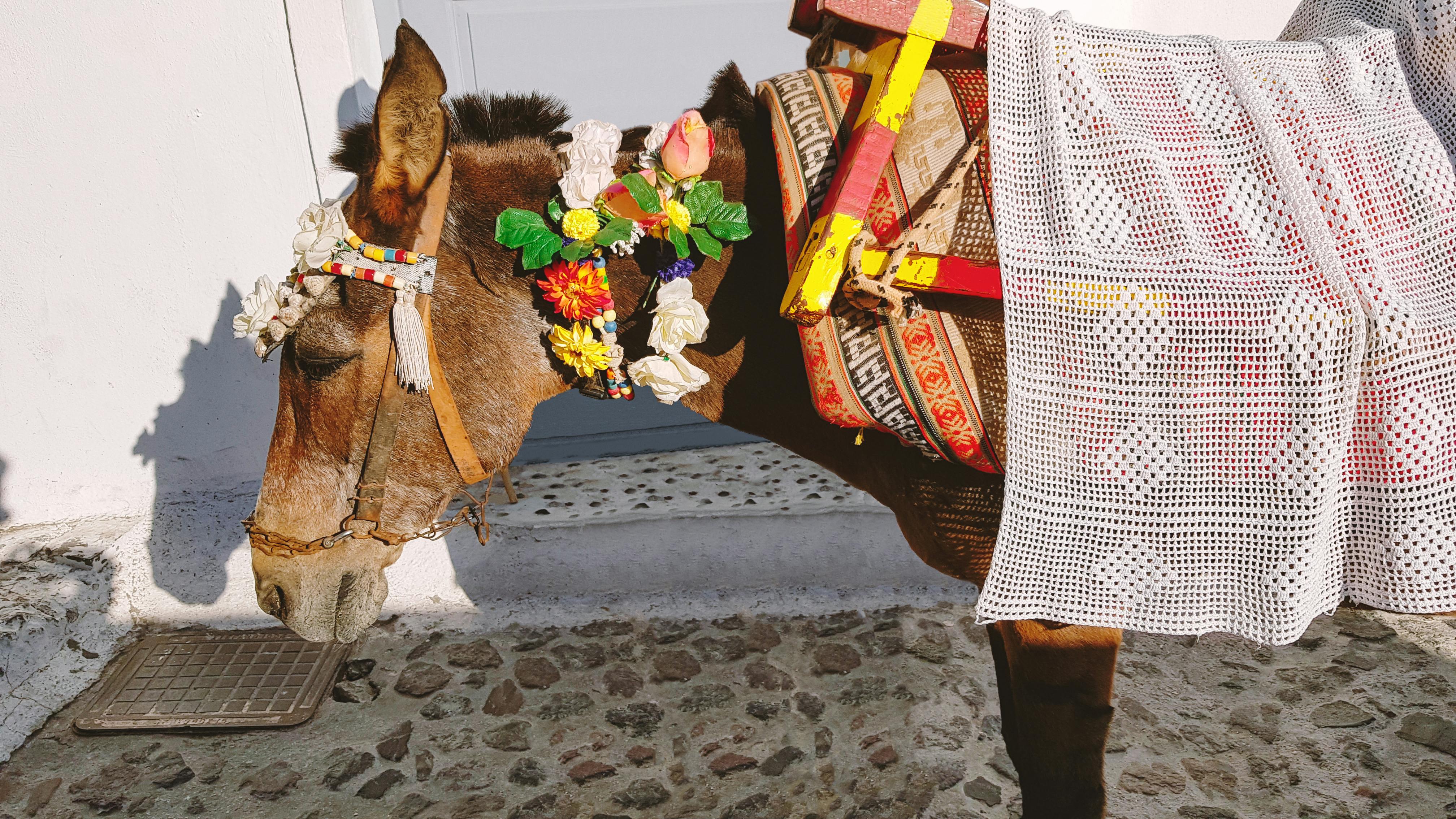 49+ Best Free Mule Stock Photos & Images · 100% Royalty-Free HD Downloads