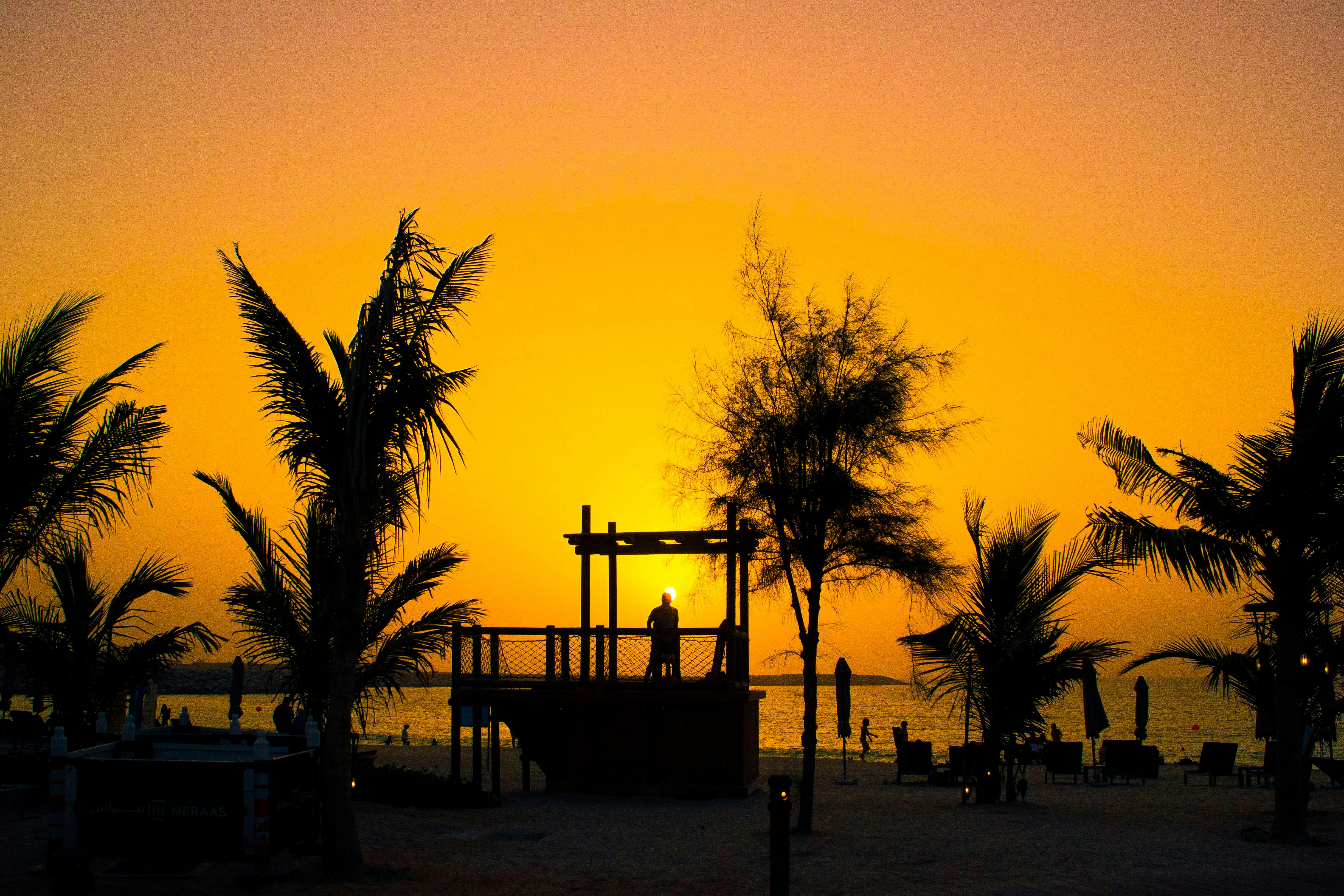 Silhouette of Person on Coconut Tree · Free Stock Photo