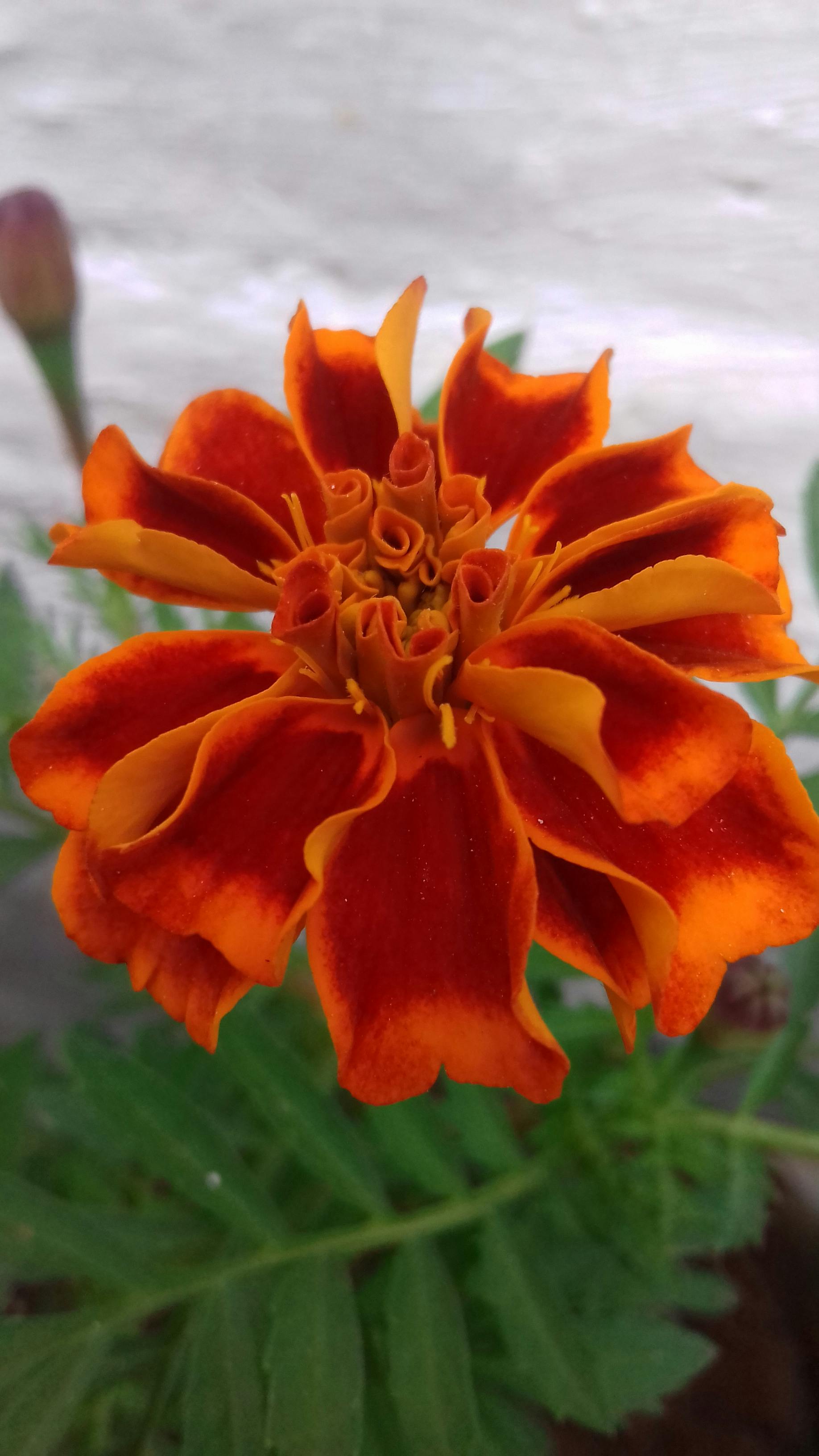 Abdul Rafay - Photography