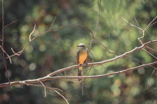 Oklahoma State Bird Scissor Tailed Flycatcher Facts Revealed