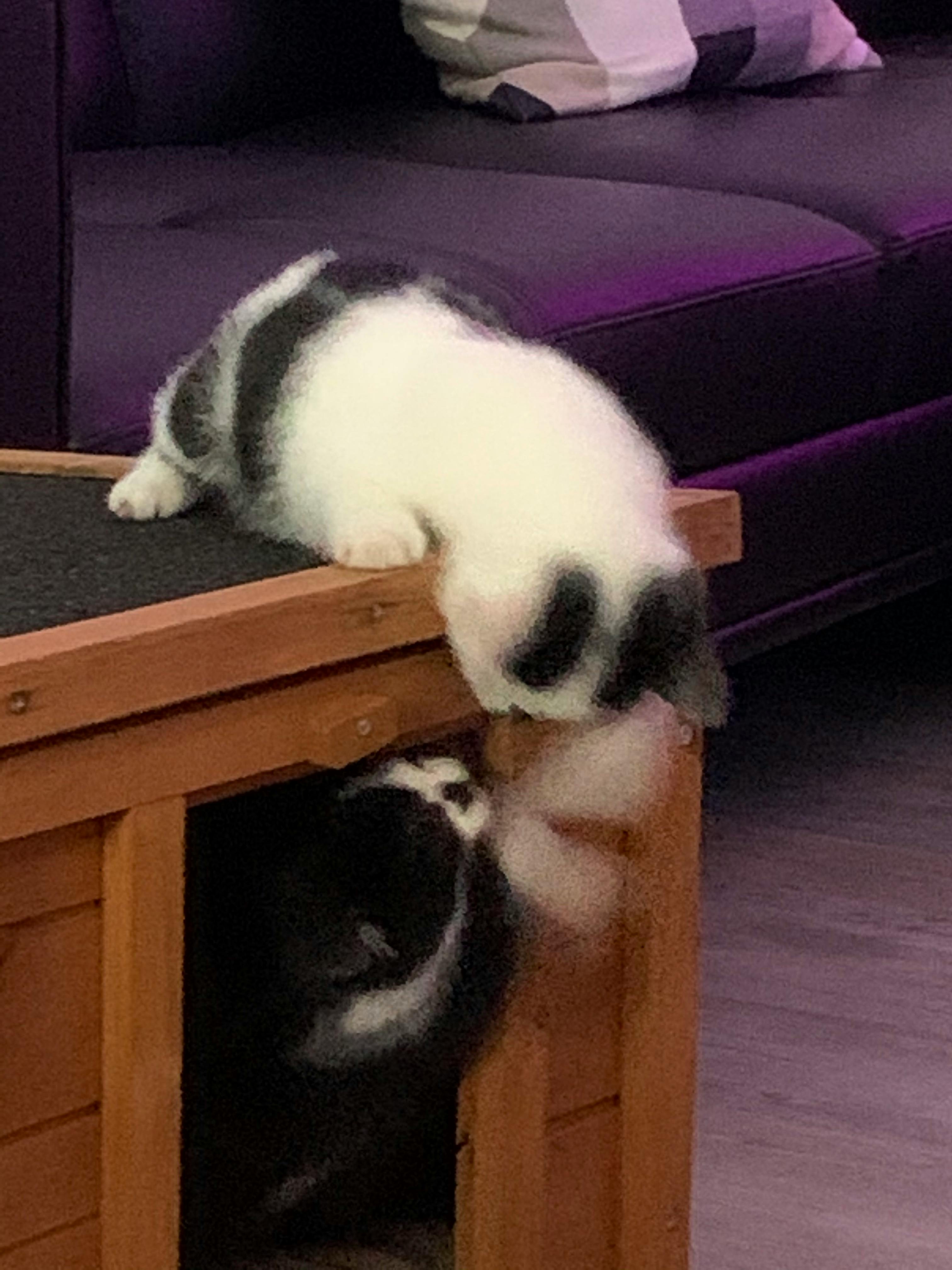 Pixie and Trixie 4 Photos & Videos Collected by Charlie Bird