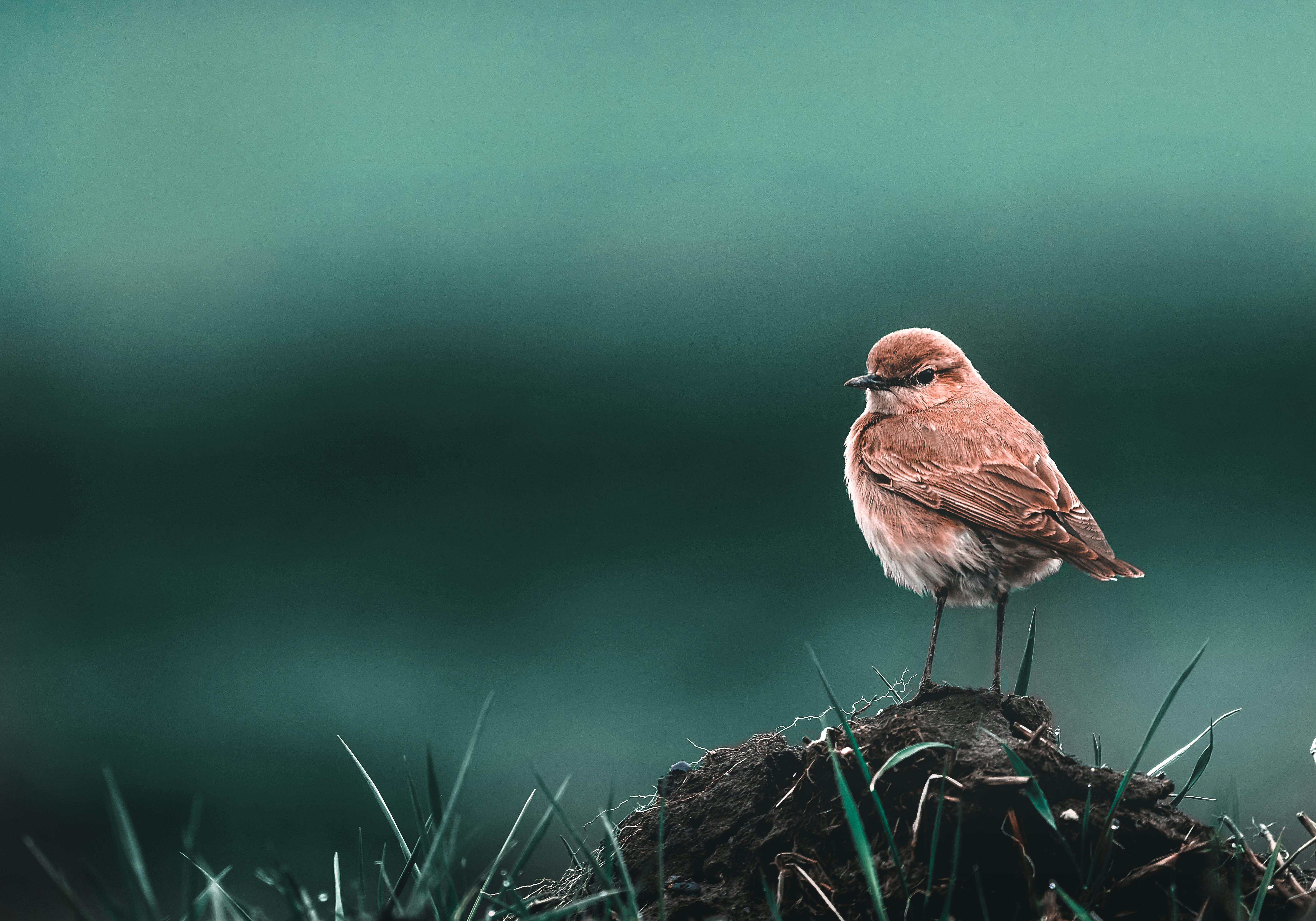 Brown Bird on the Ground · Free Stock Photo