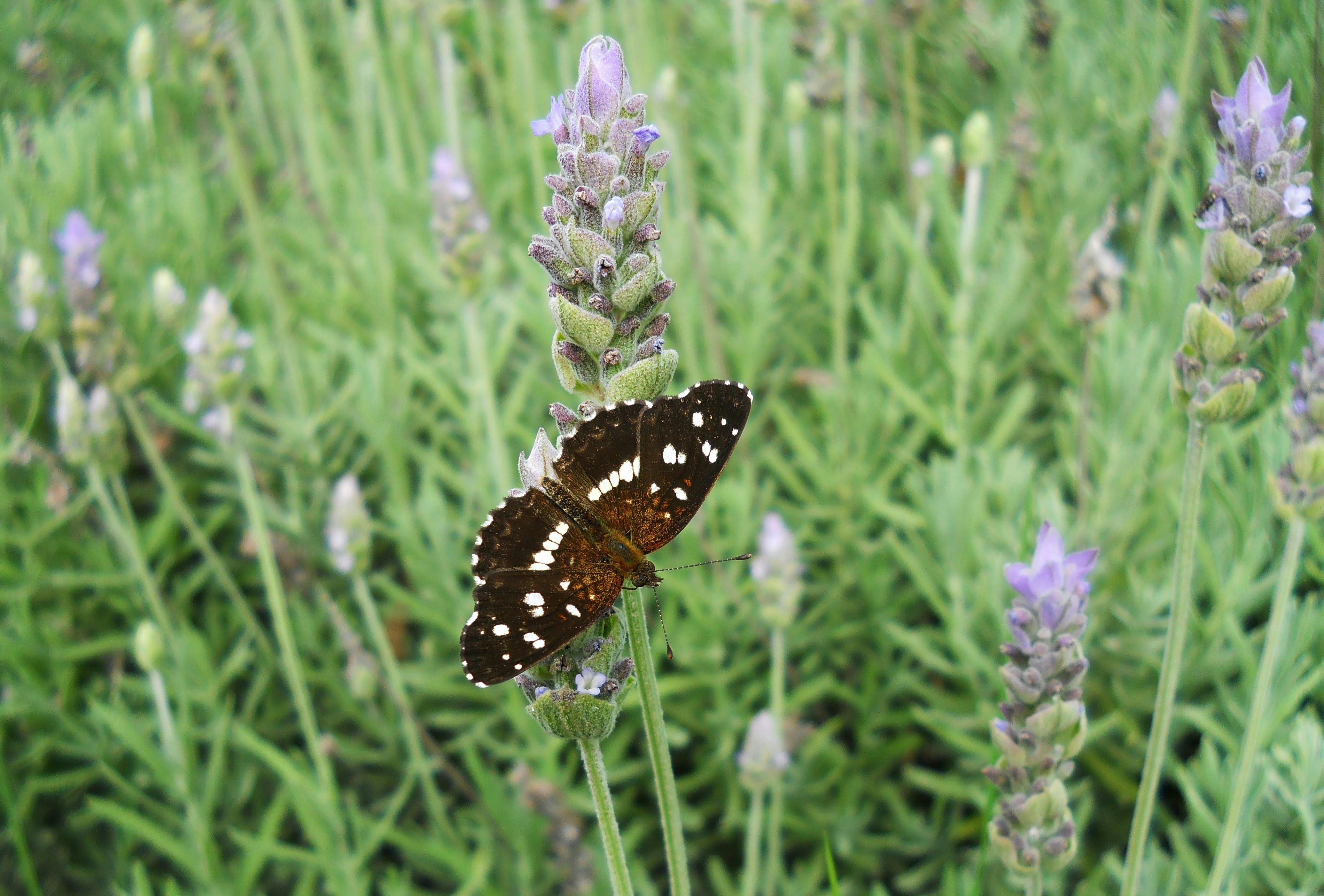 Monarch Butterflies Near a Pinki Flower · Free Stock Photo