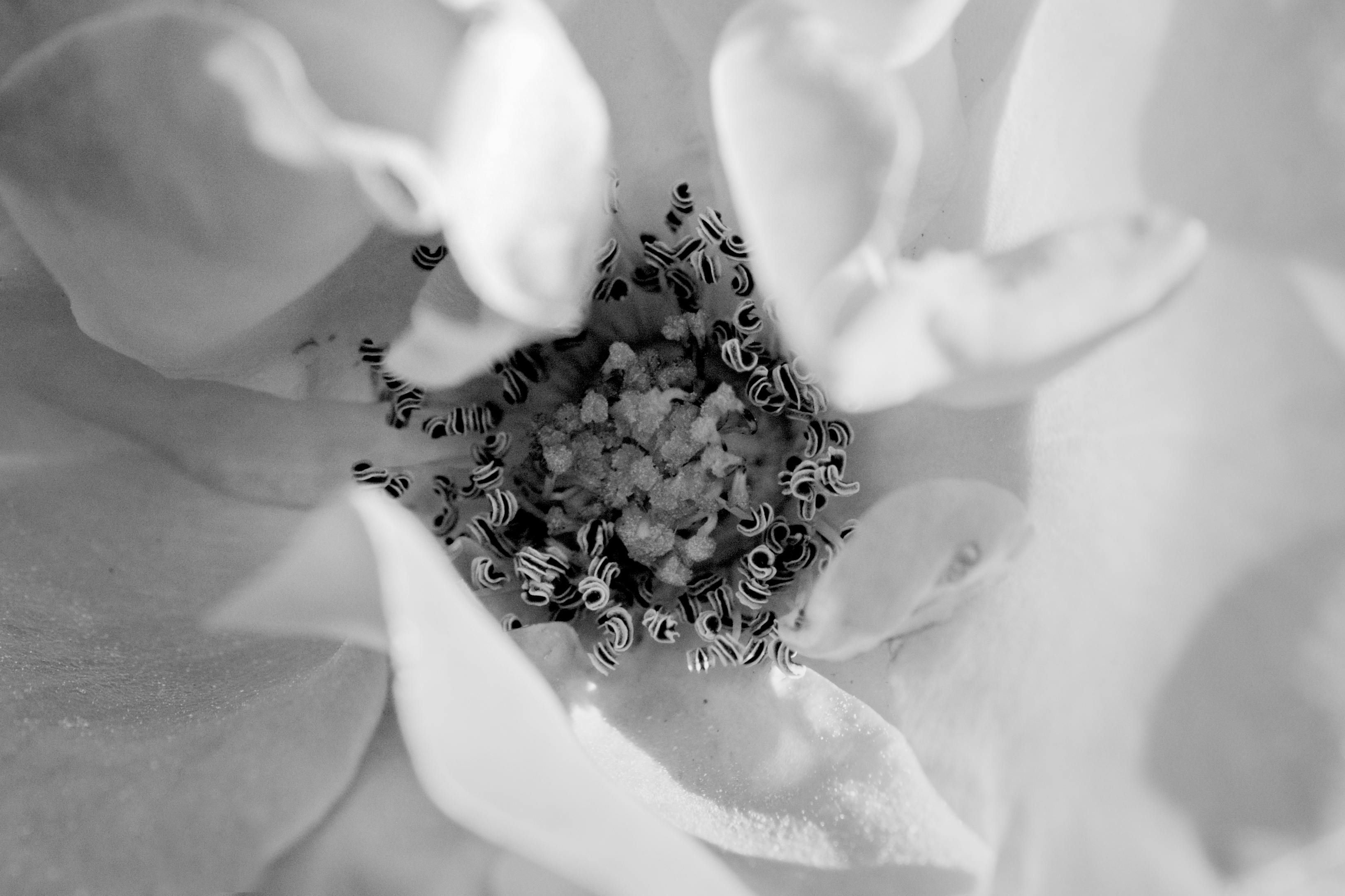 Grayscale Photo of a Flower in Bloom · Free Stock Photo
