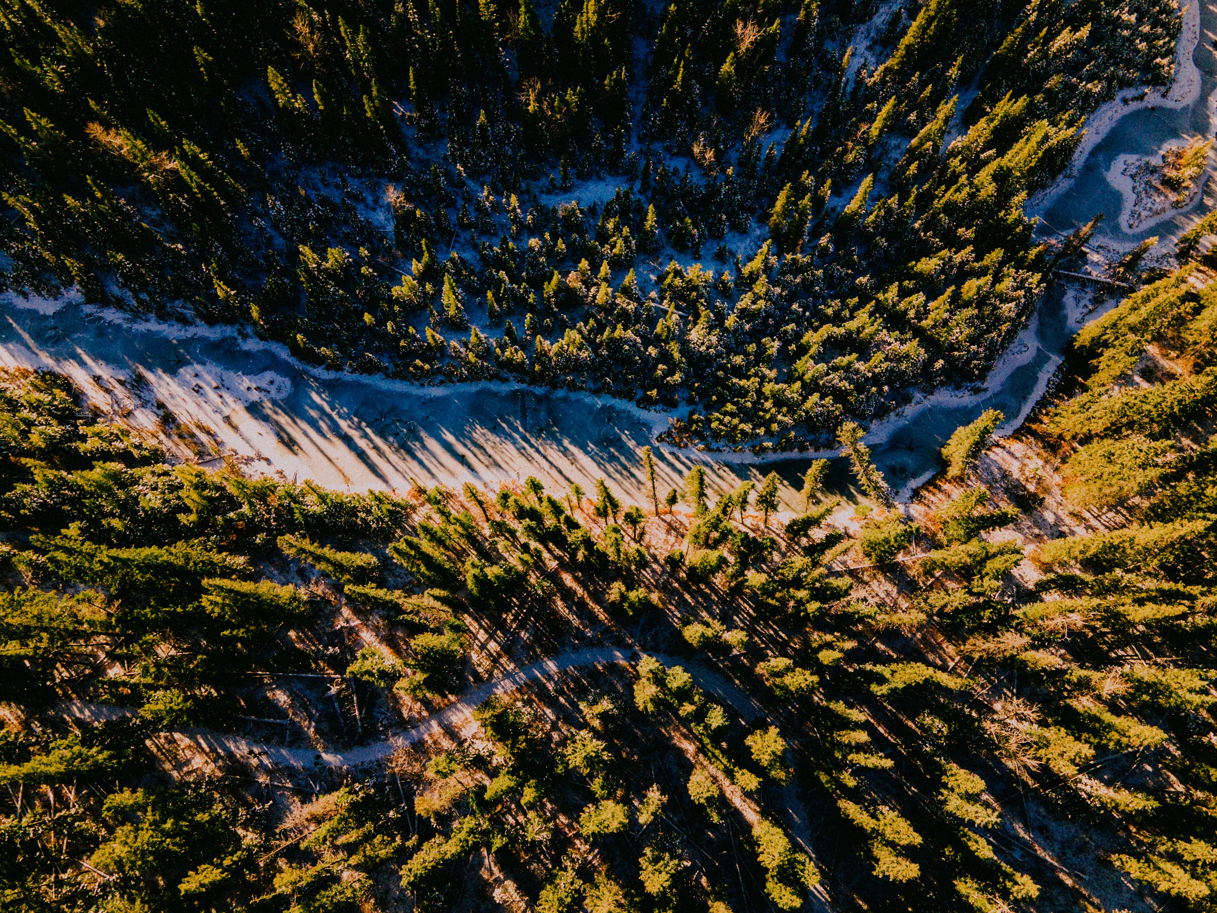 Aerial View of Trees in the Forest · Free Stock Photo