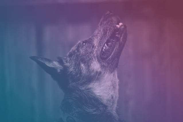 Unlocking The Power Black Mouth Cur Bite Force Explained