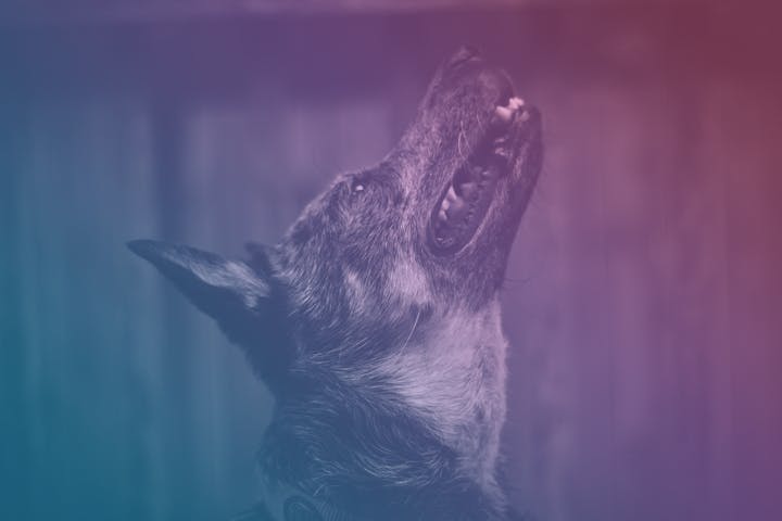 Effective Dutch Shepherd Training: Tips and Techniques