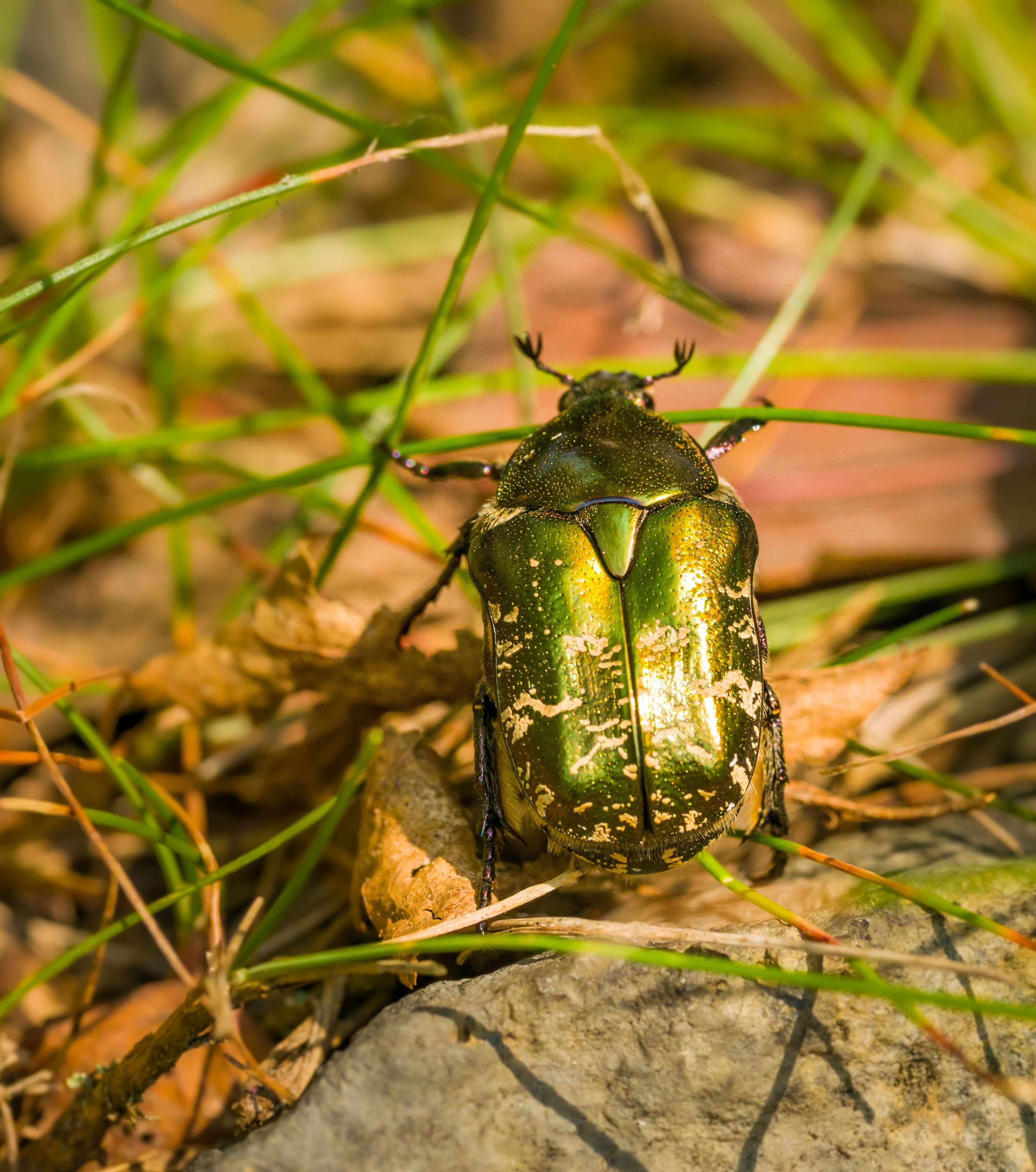 June Bug Photos, Download The BEST Free June Bug Stock Photos & HD Images
