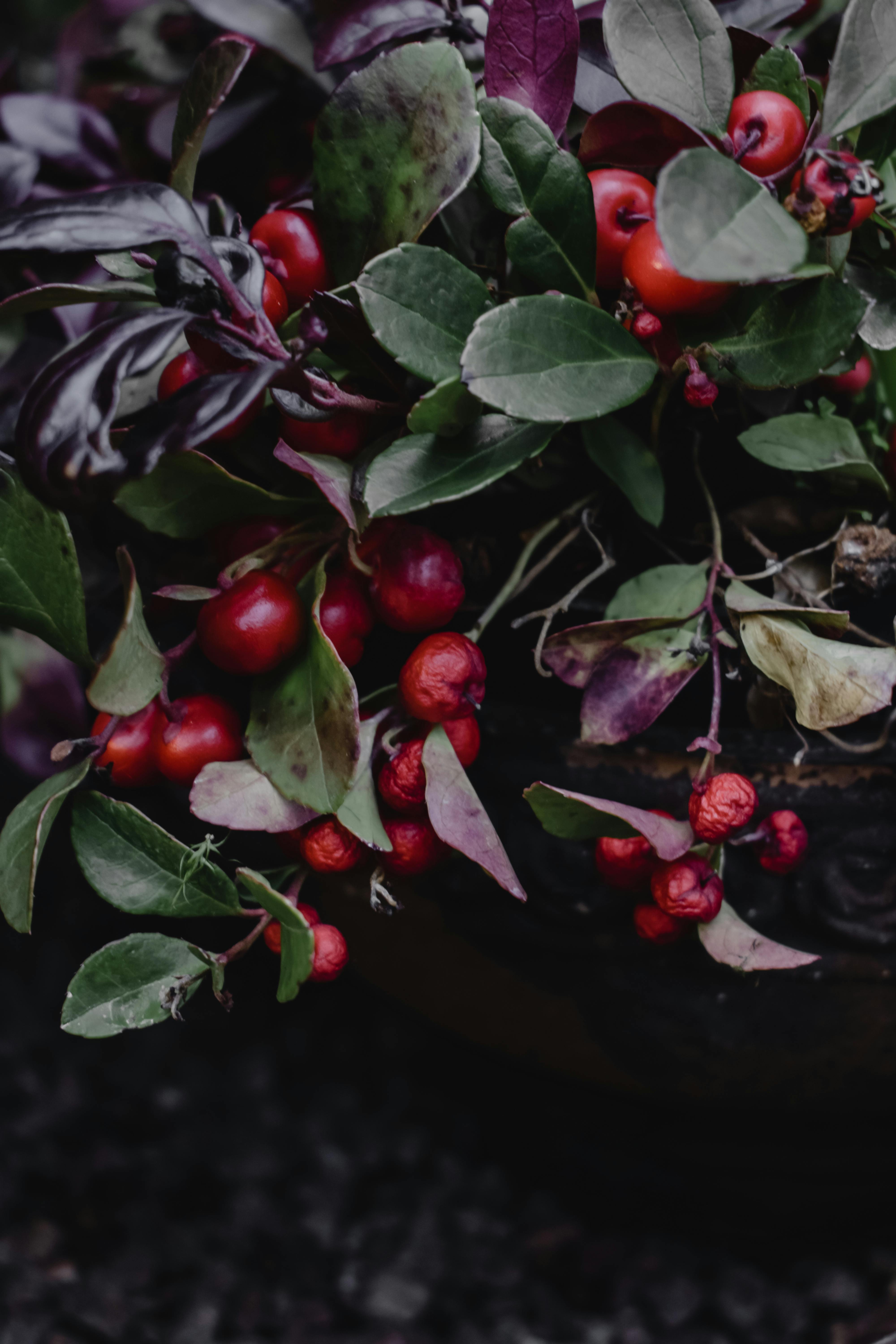 Yellow Round Small Fruit · Free Stock Photo