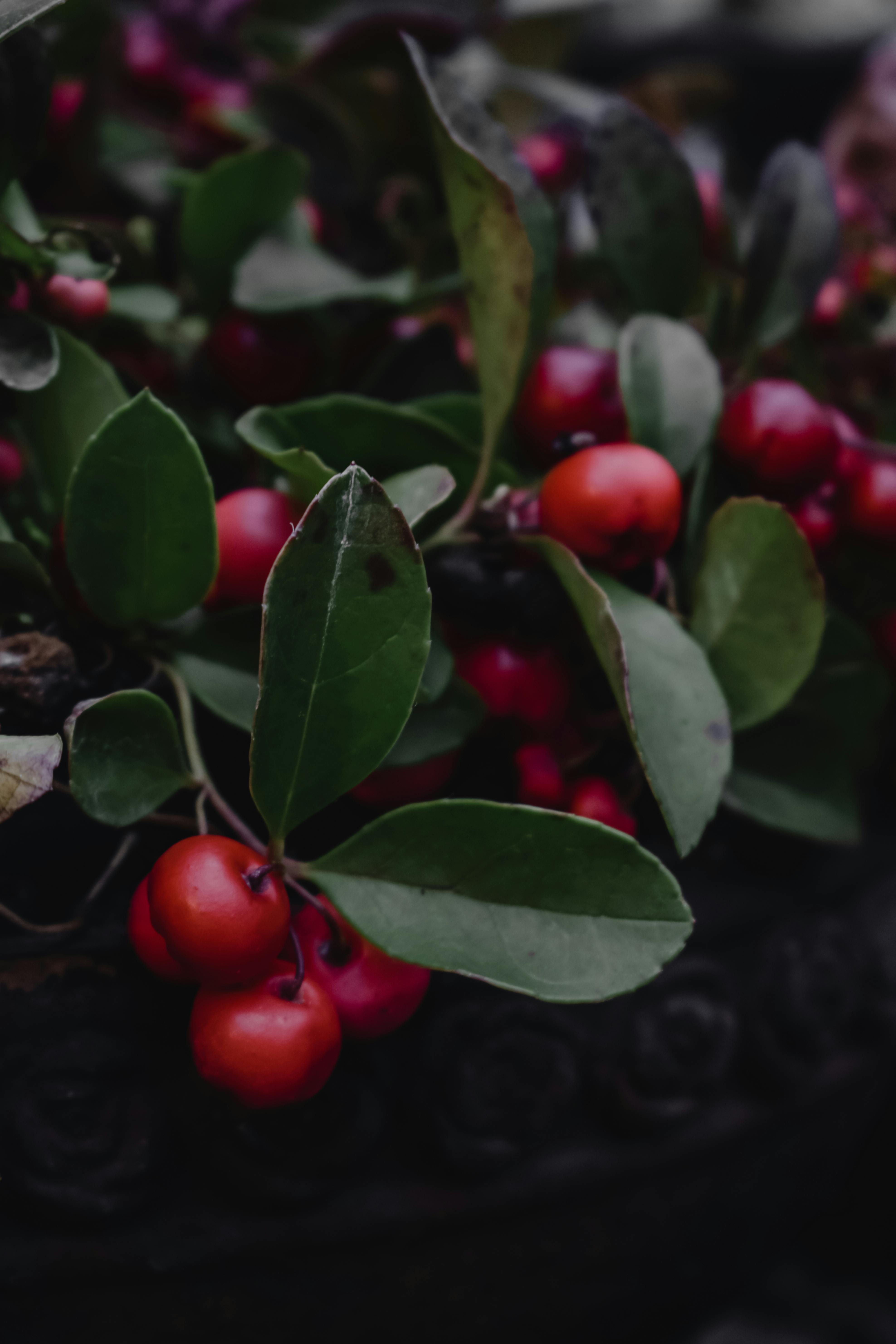 Plantes à Feuilles Brunes Et Vertes · Photo gratuite
