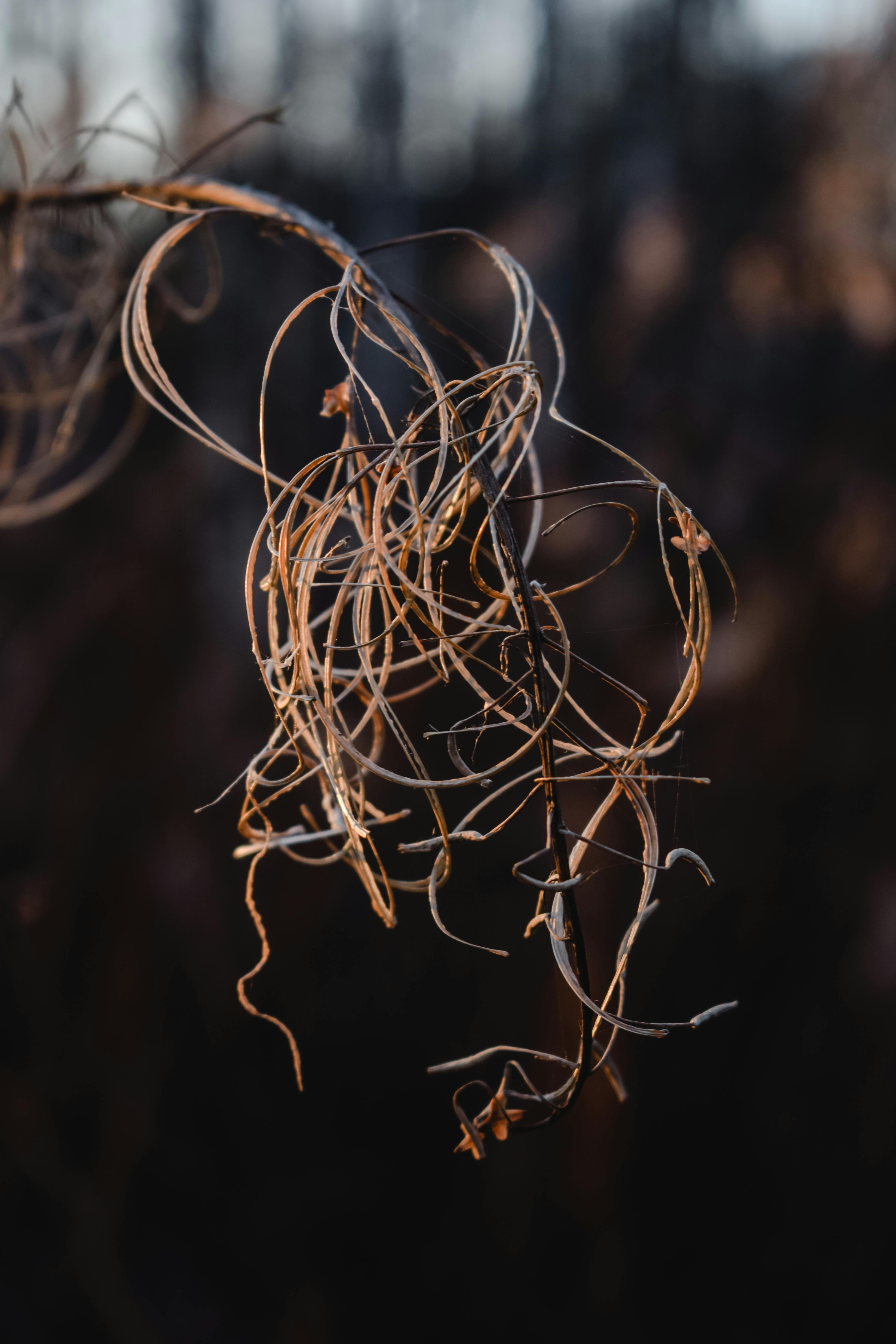 Close-up of Dry Tangled Twigs · Free Stock Photo