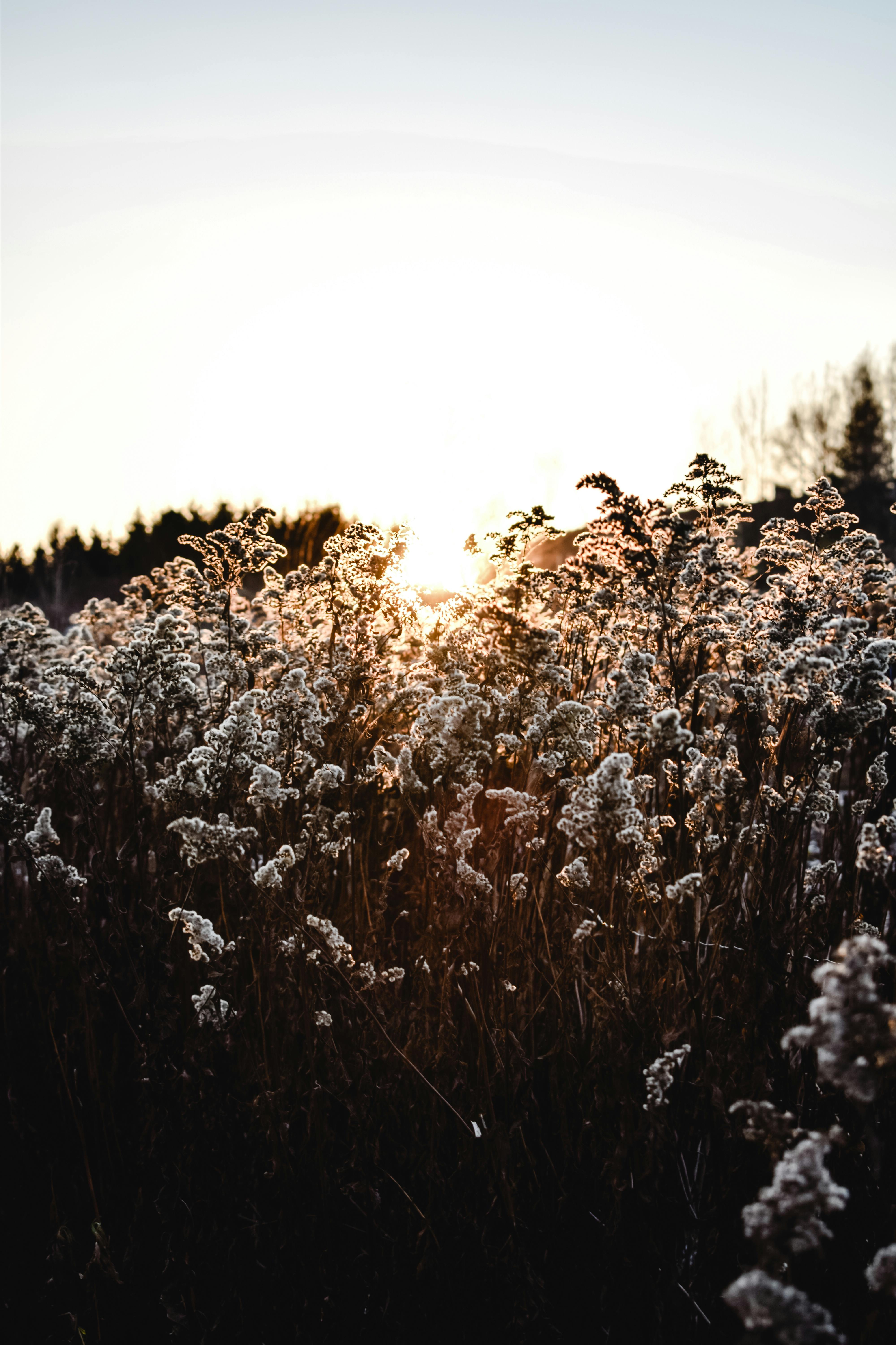 Morning Sunrise Photos, Download The BEST Free Morning Sunrise Stock ...