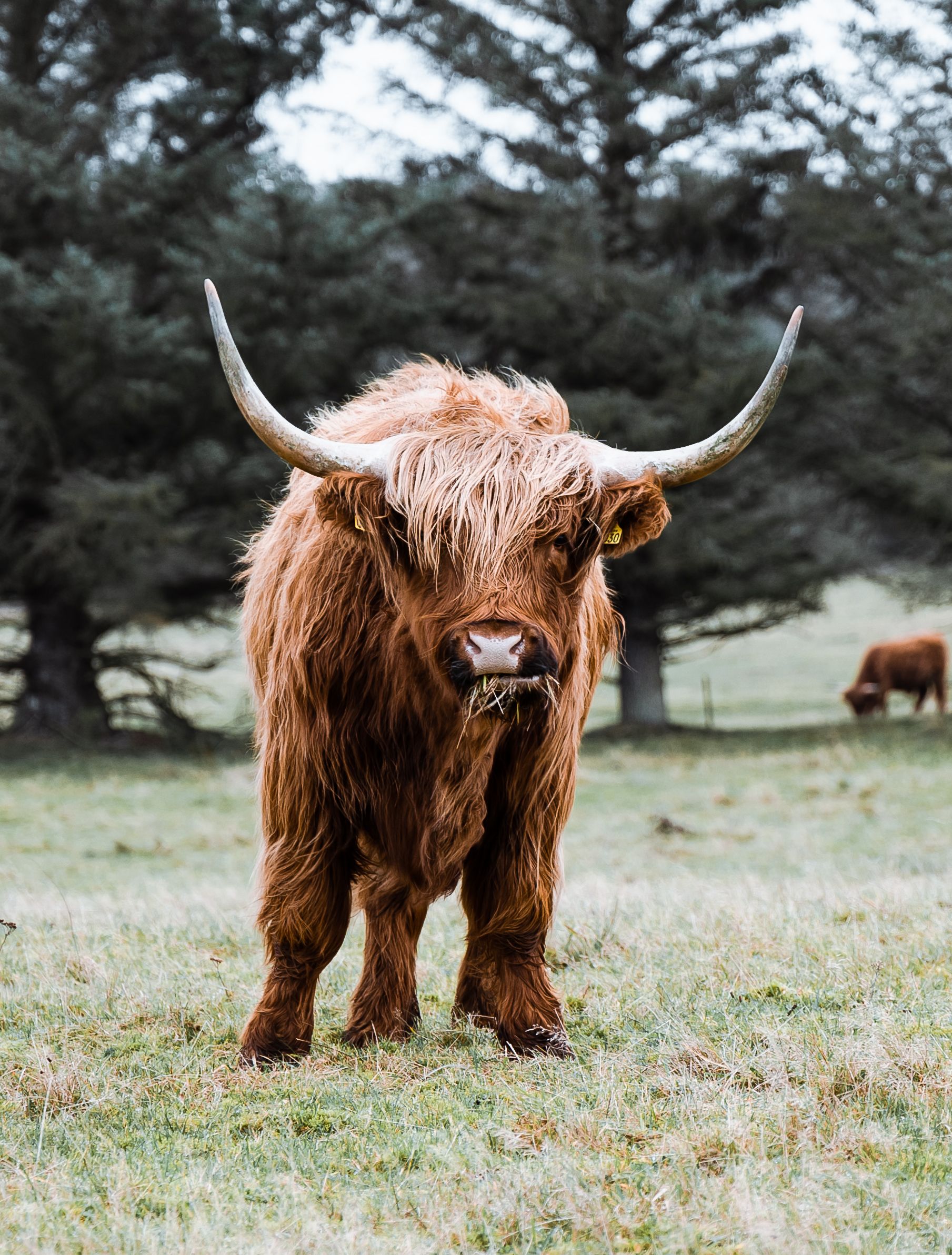 Close-Up Shot of a Highland Cattle · Free Stock Photo