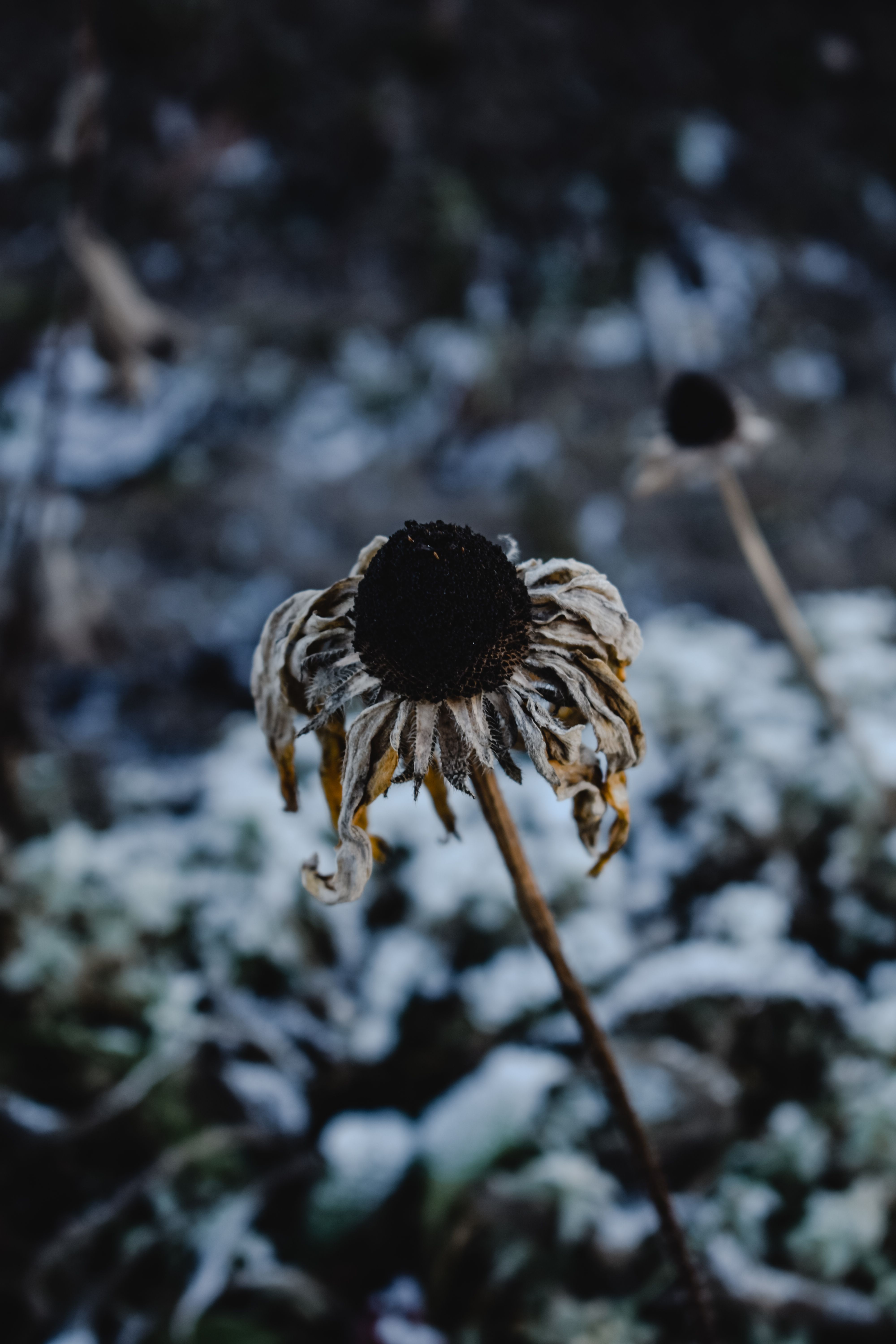 800+ Best Withered Photos · 100% Free Download · Pexels Stock Photos
