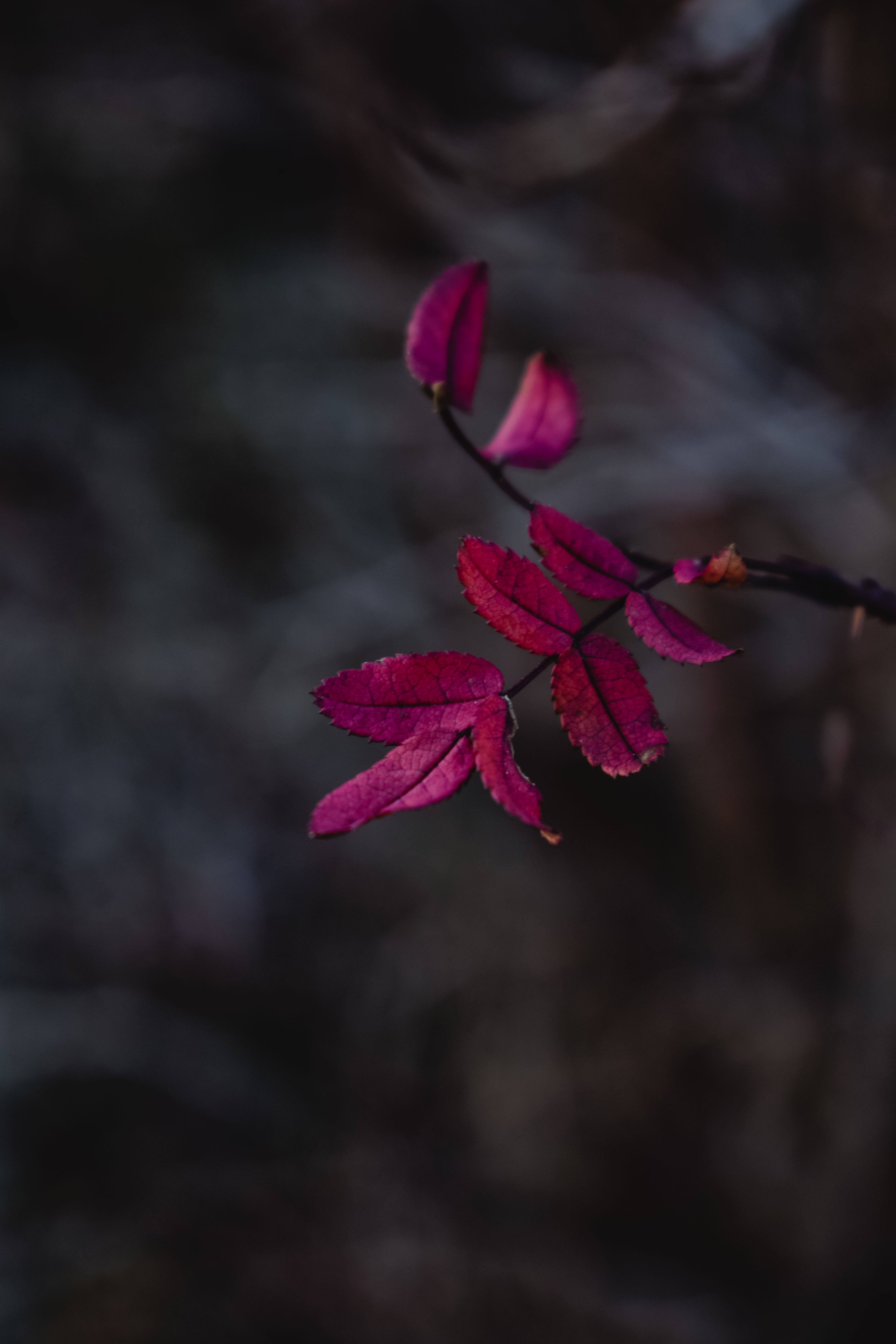 Obscured Light Photos Download The Best Free Obscured Light Stock