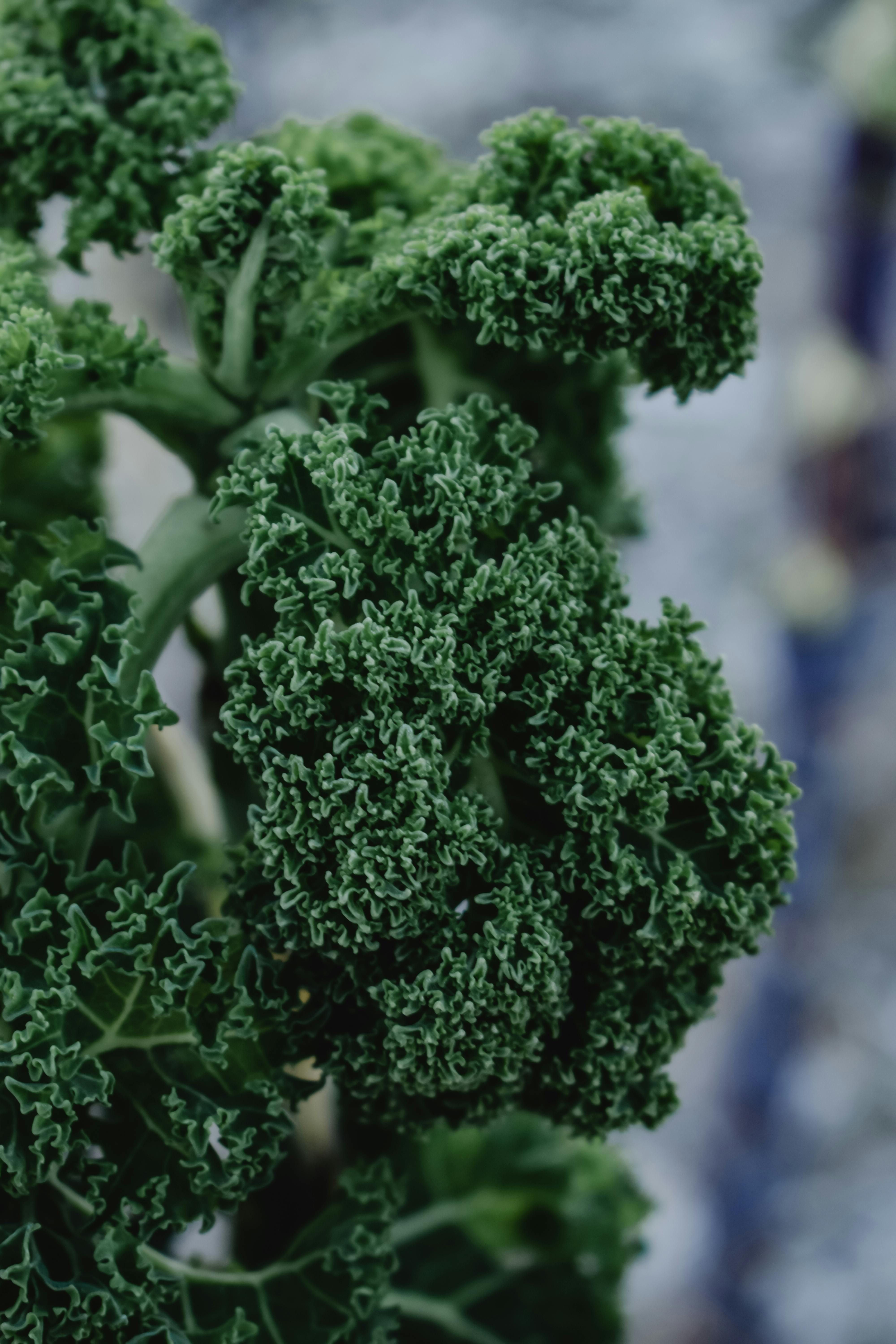 100+ Best Kale Photos · 100% Free Download · Pexels Stock Photos