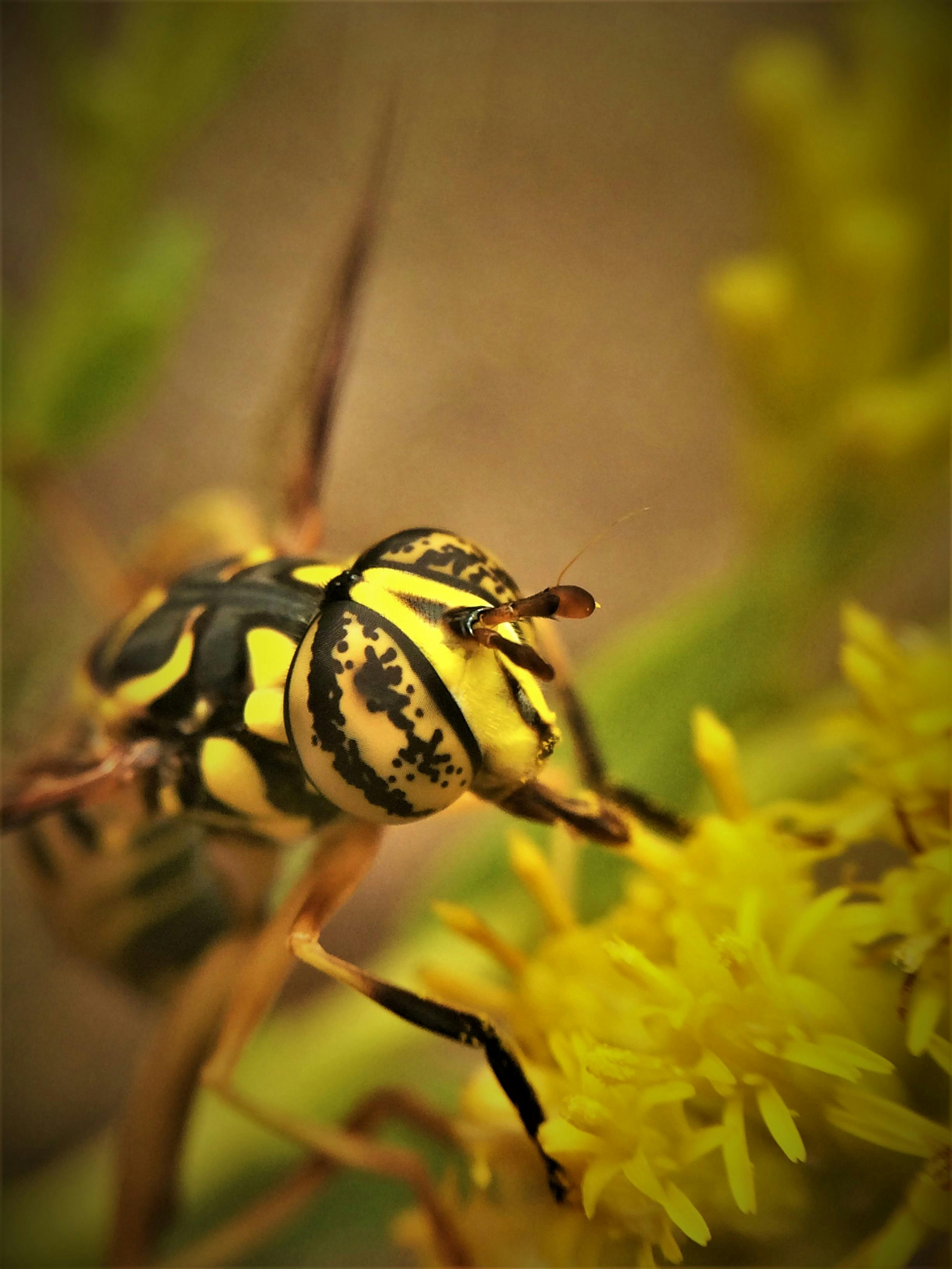 Beefly Photos, Download The BEST Free Beefly Stock Photos & HD Images