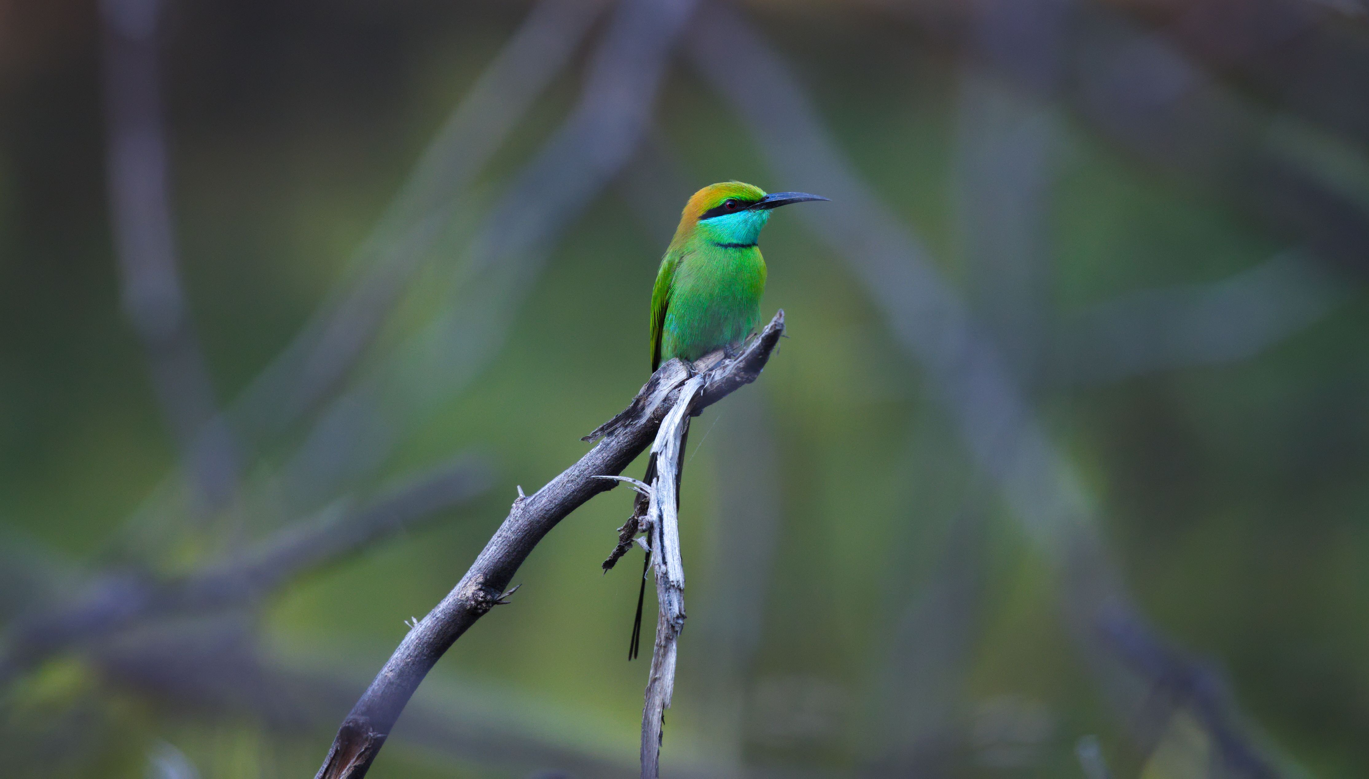 Bird on Branches · Free Stock Photo
