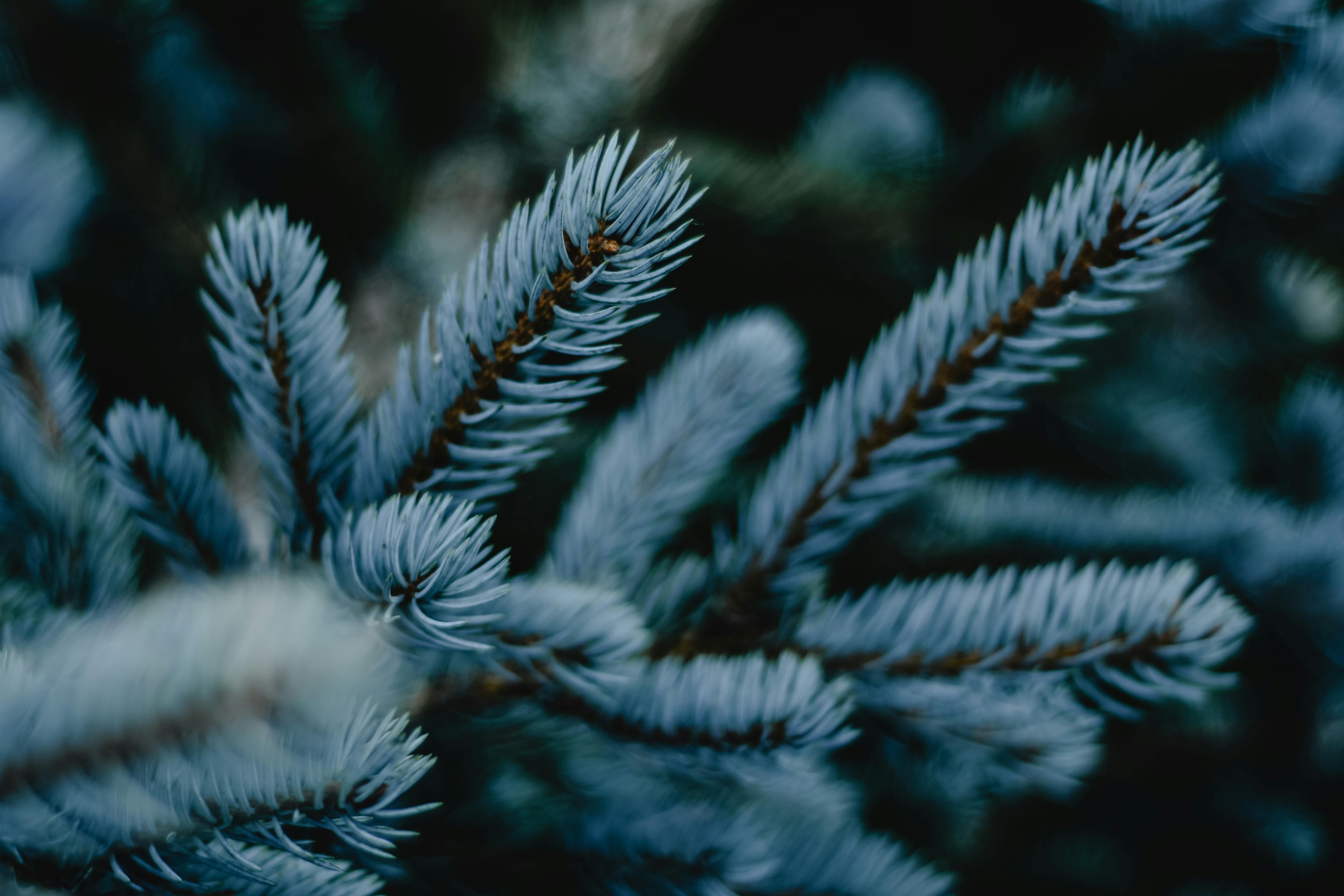 100,000+ Best Fir Tree Photos · 100% Free Download · Pexels Stock Photos