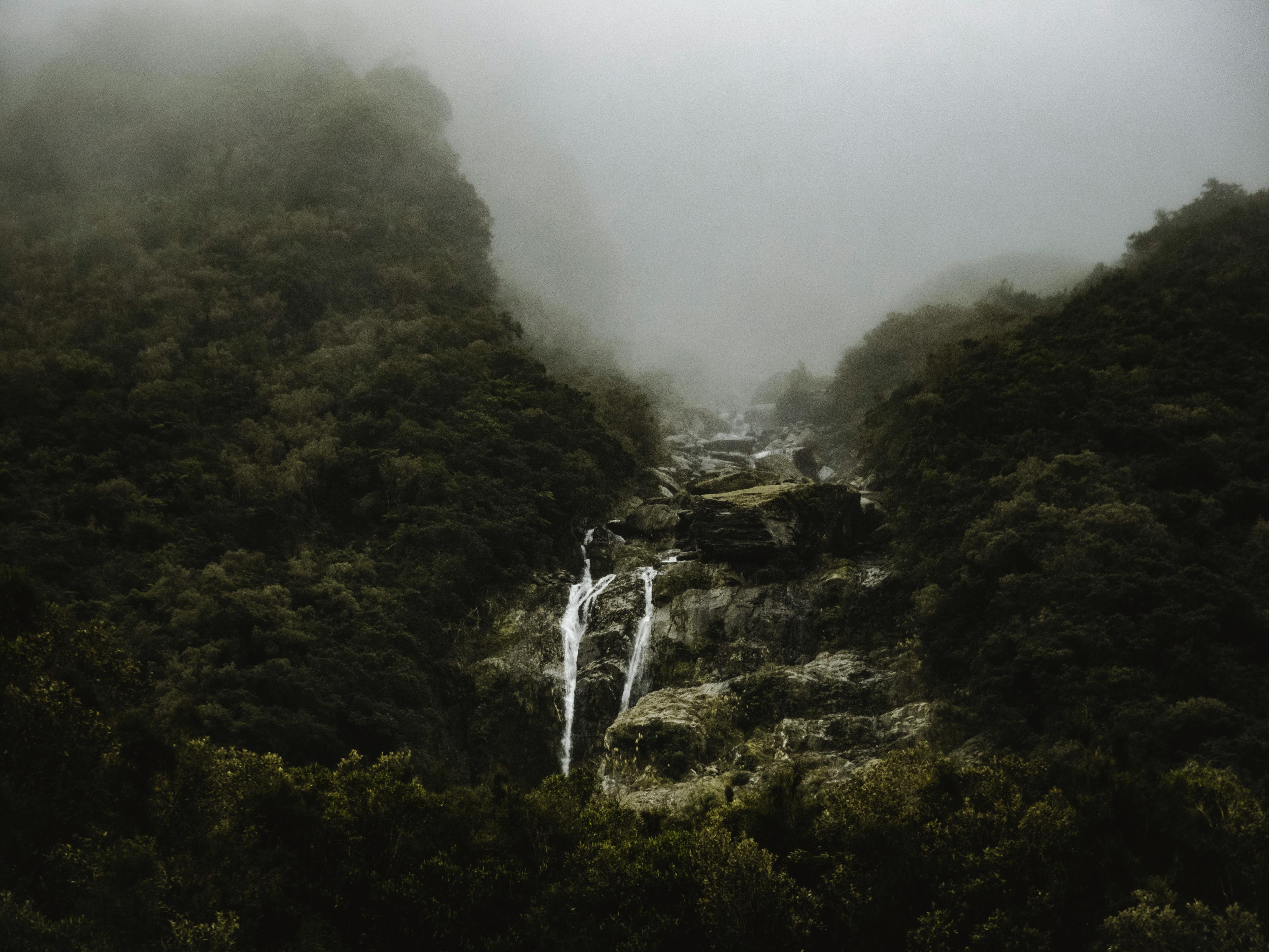 30,000+ Best Misty Forest Photos · 100% Free Download · Pexels Stock Photos