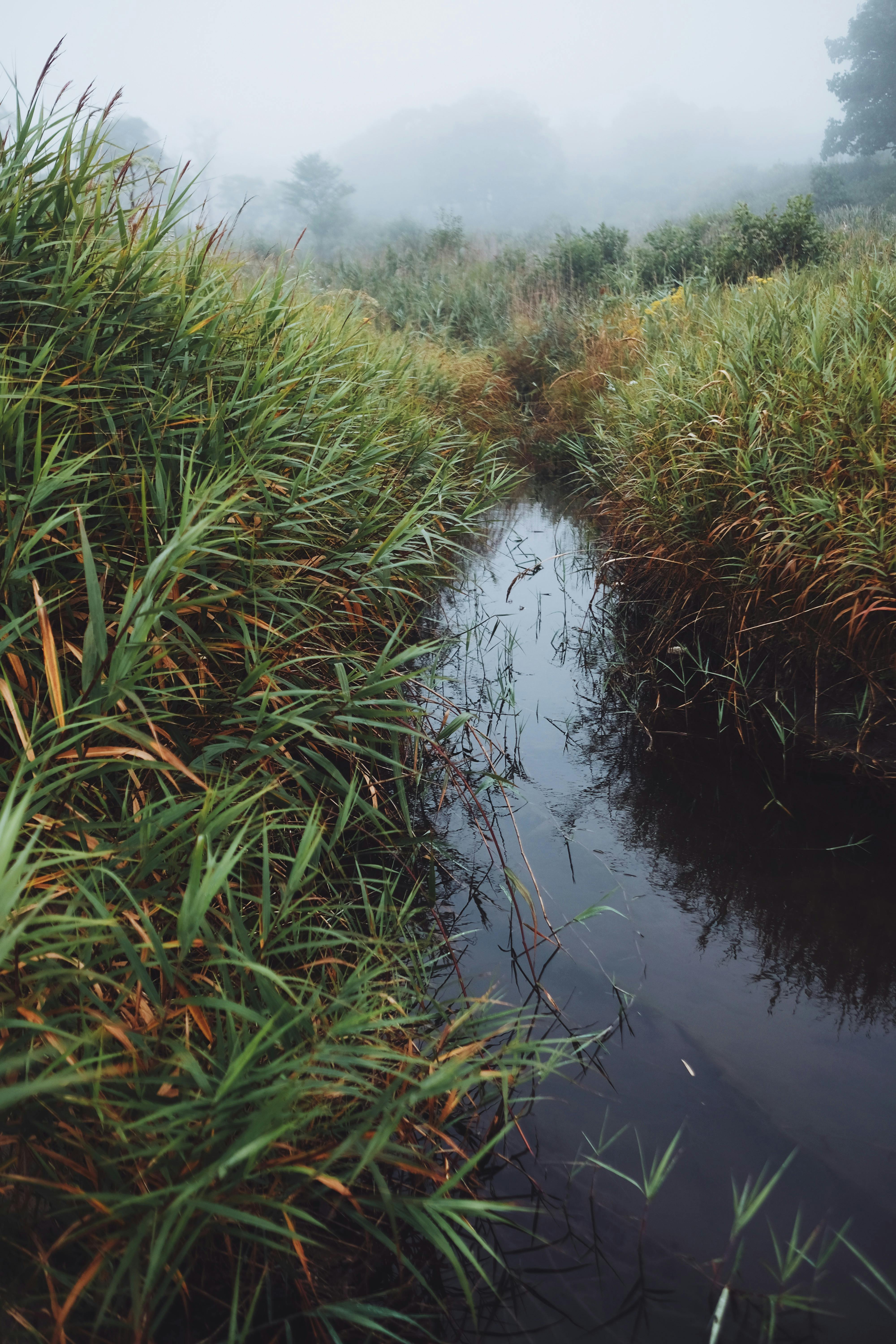 Green Grass Near River · Free Stock Photo
