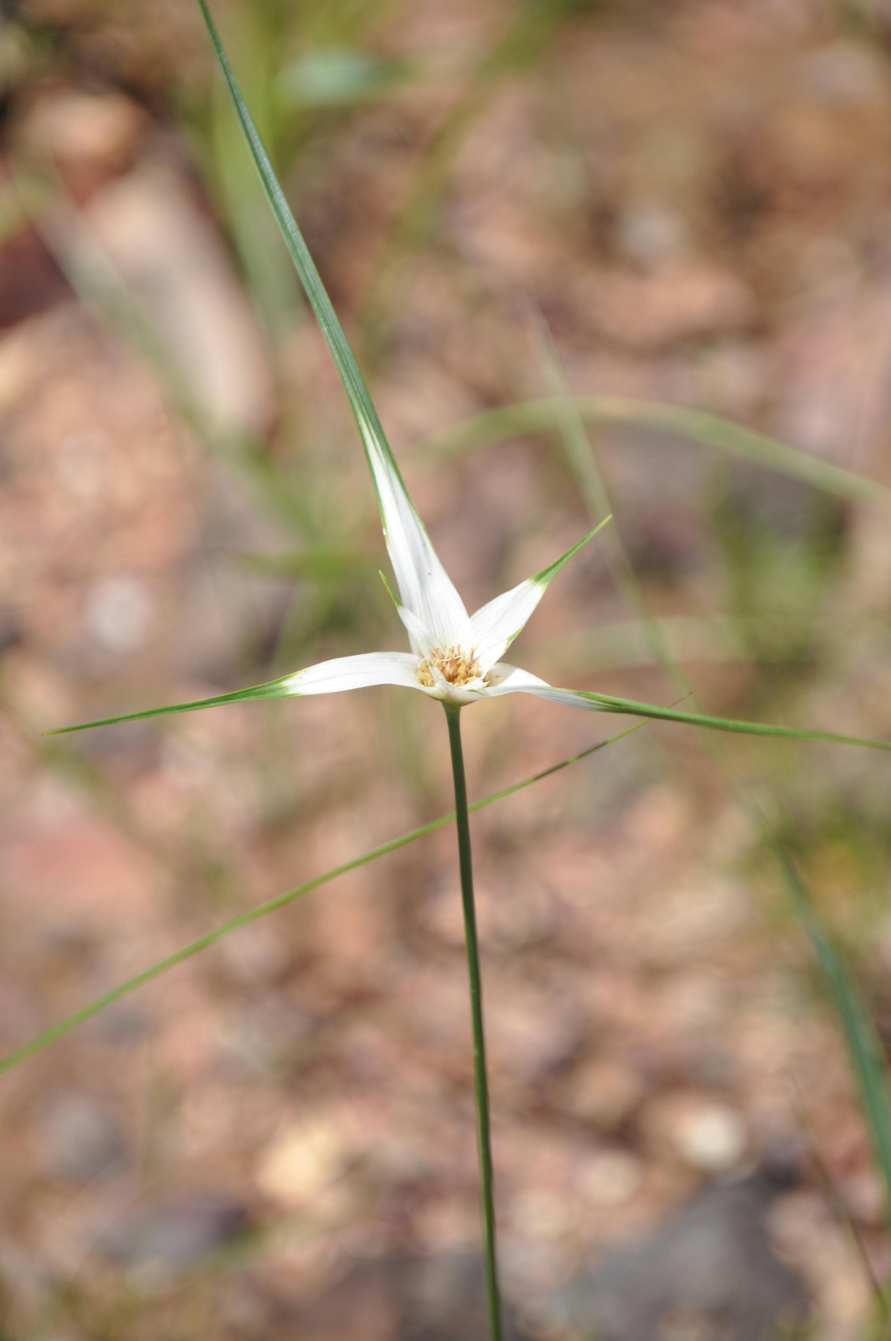 Starrush Whitetop Flower in Close-Up Shot · Free Stock Photo