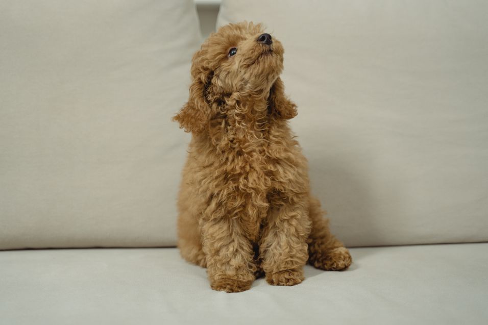 Sanrio's Cinnamoroll: Is Cinnamoroll a Dog or Bunny?