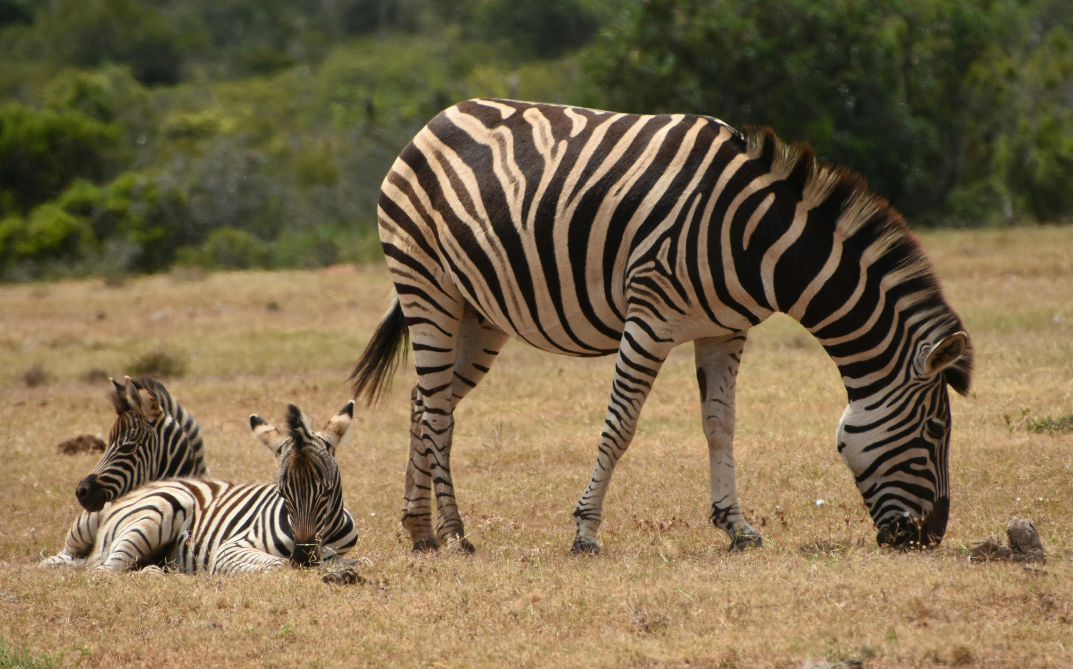 A Zebra Chewing Brown Grass · Free Stock Photo