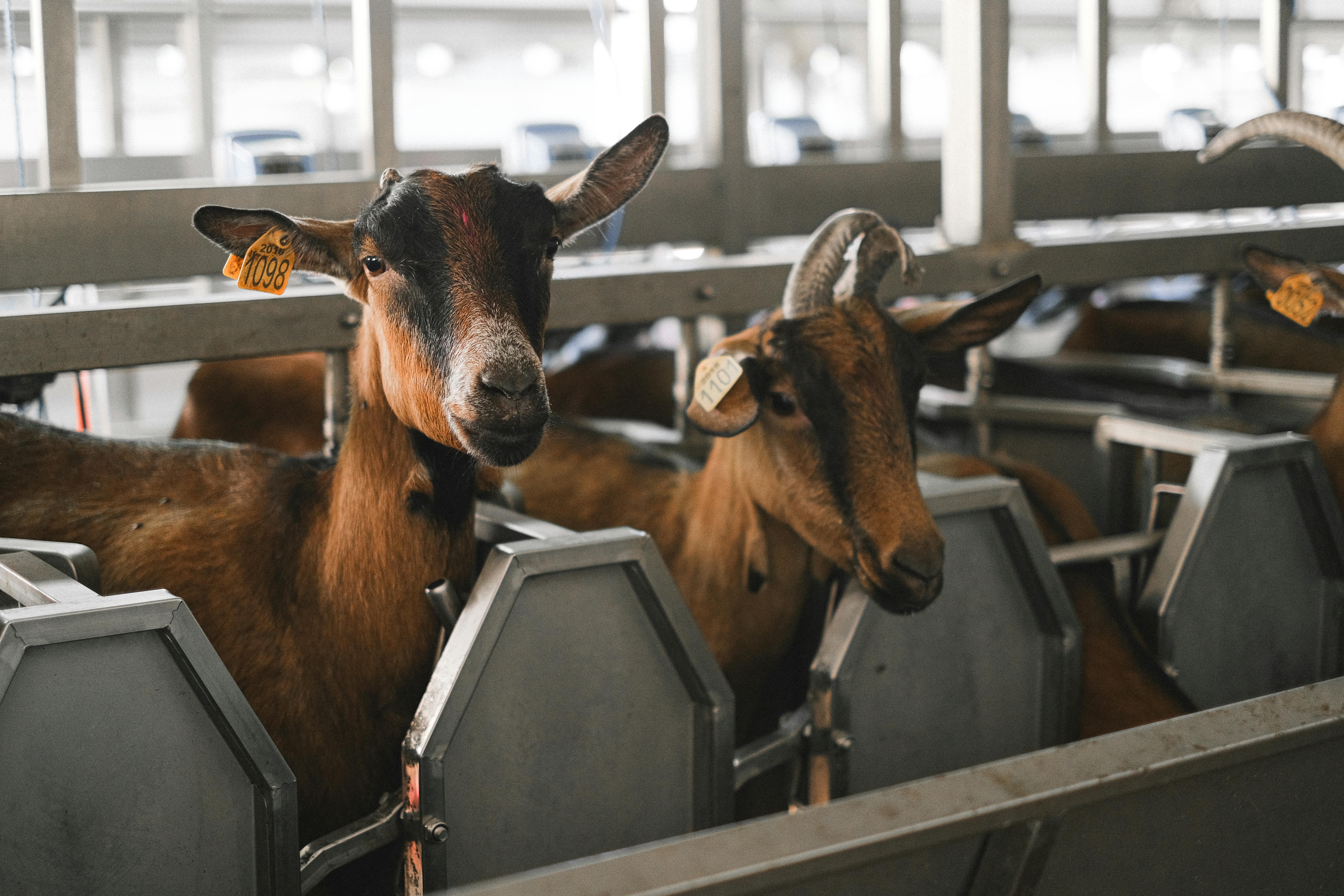 Goat in Fold in Barn · Free Stock Photo