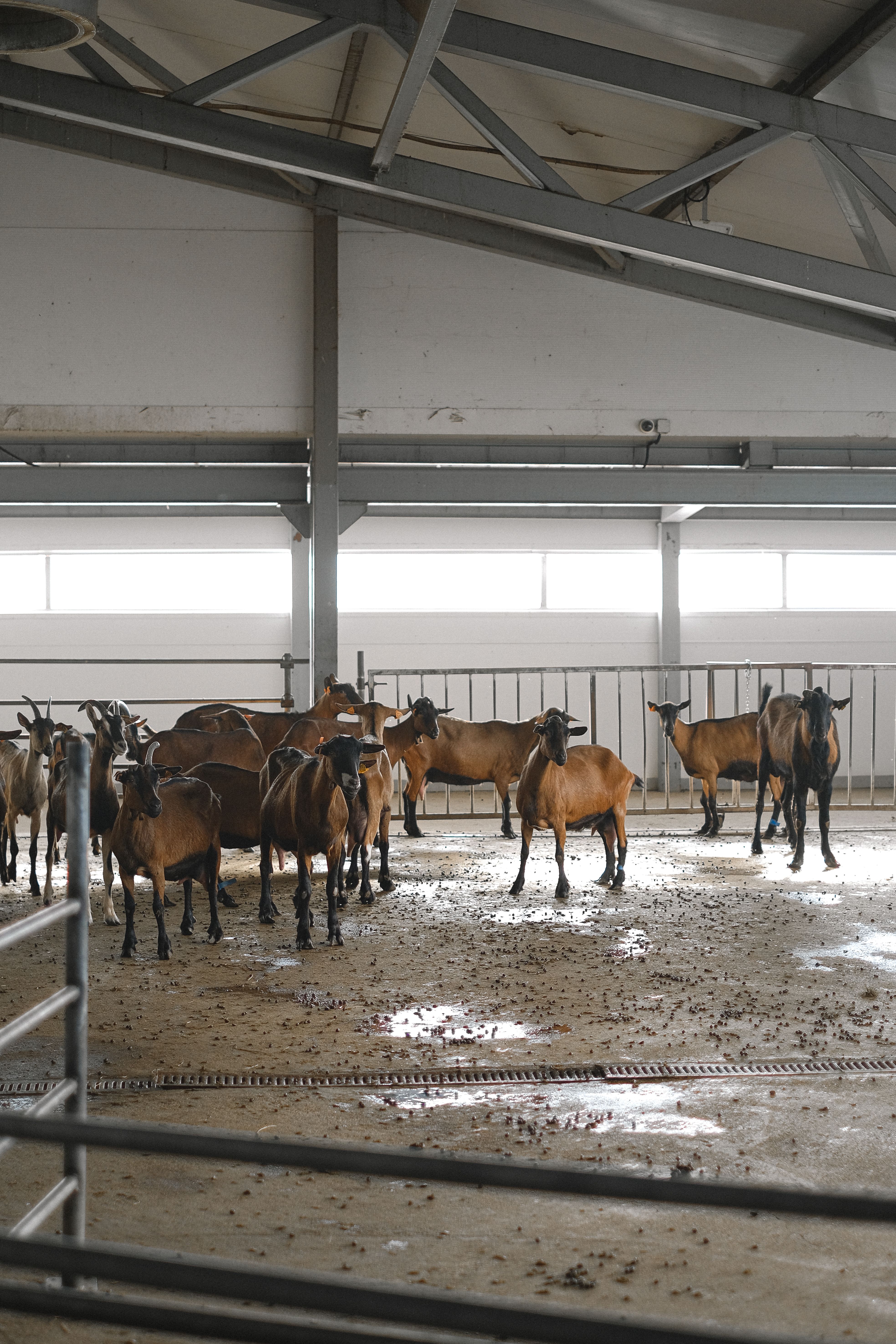 Goats in Farm · Free Stock Photo