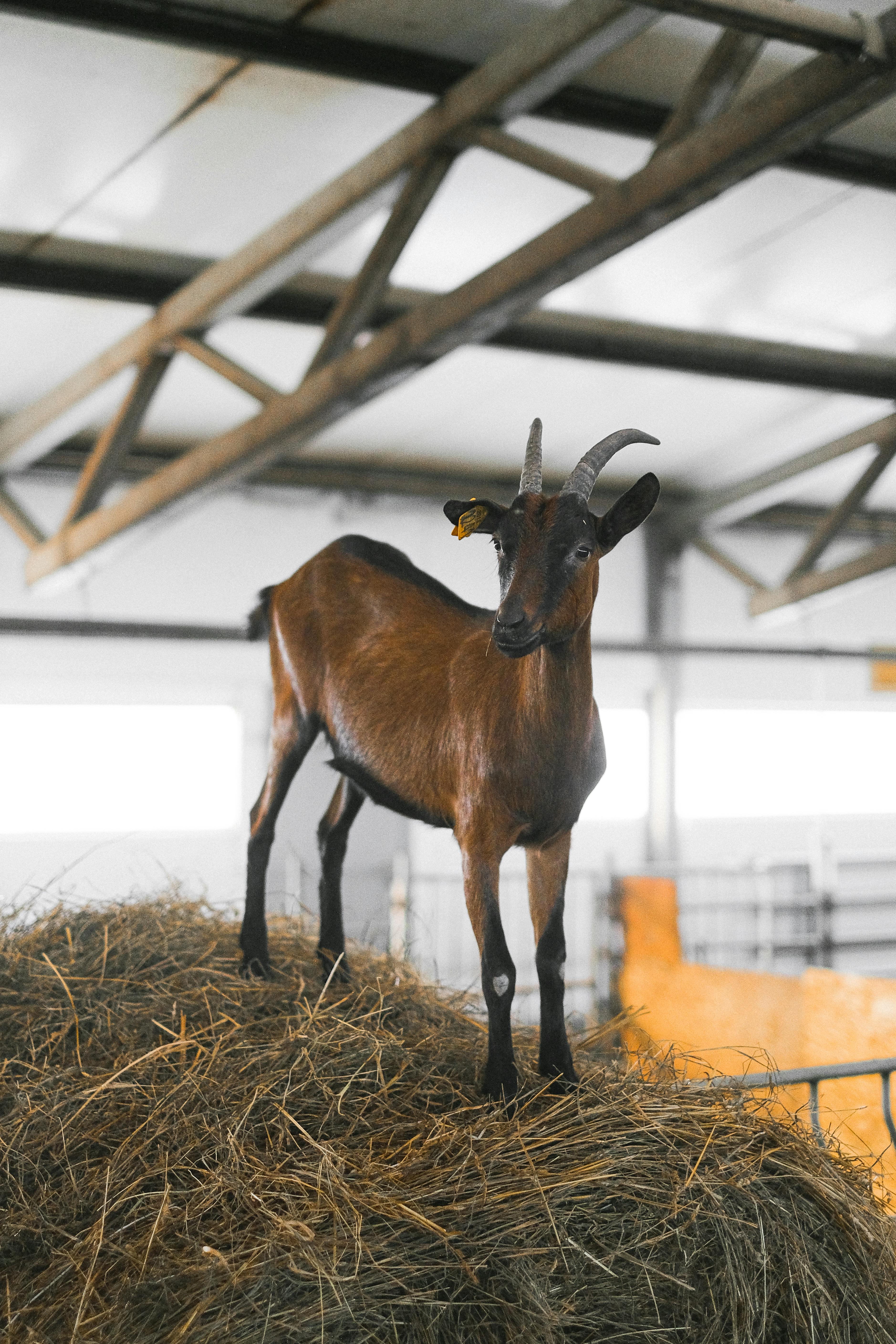 Brown Goat Standing on Top of Hay Stack · Free Stock Photo