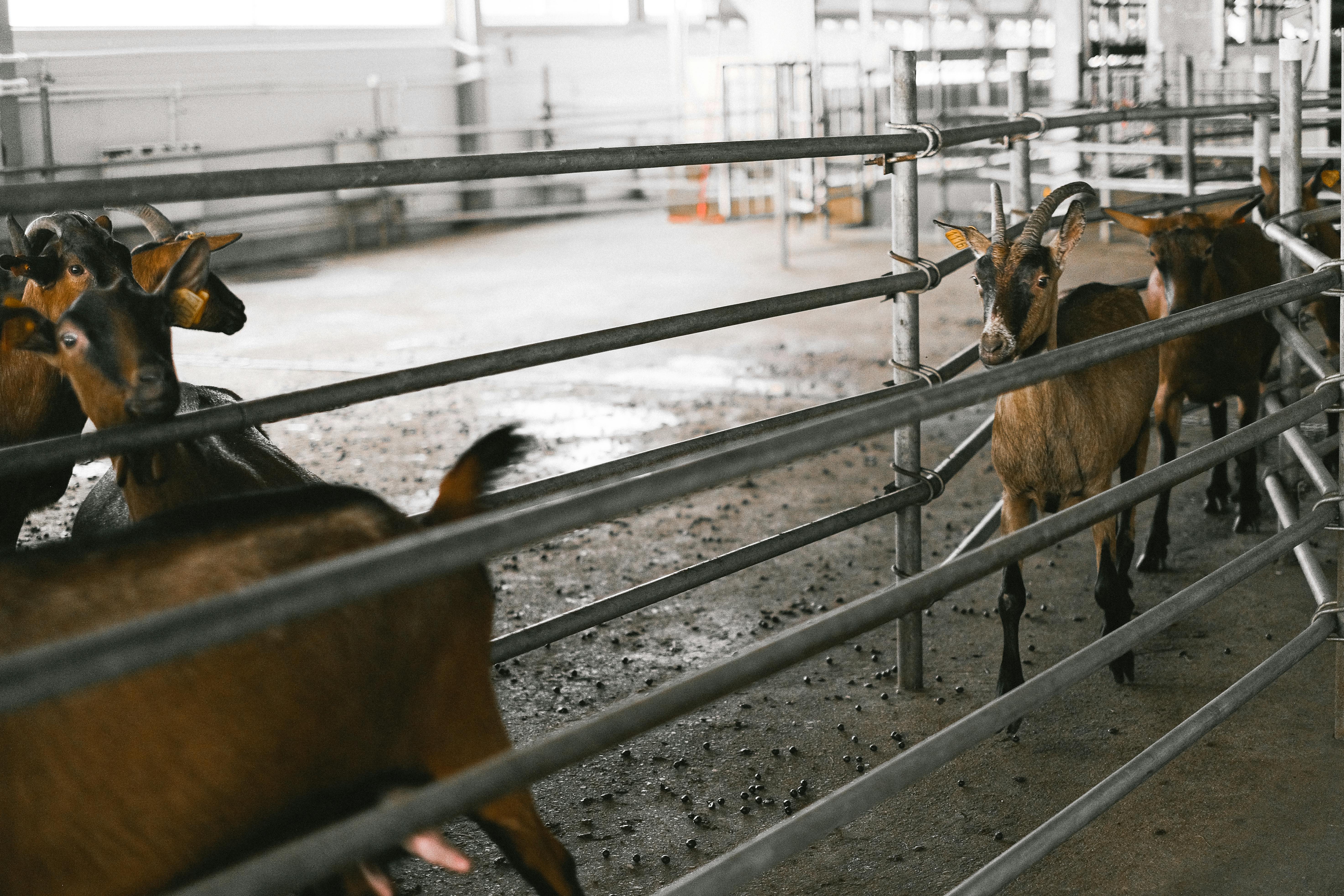 Fenced Enclosure Photos, Download The BEST Free Fenced Enclosure Stock ...