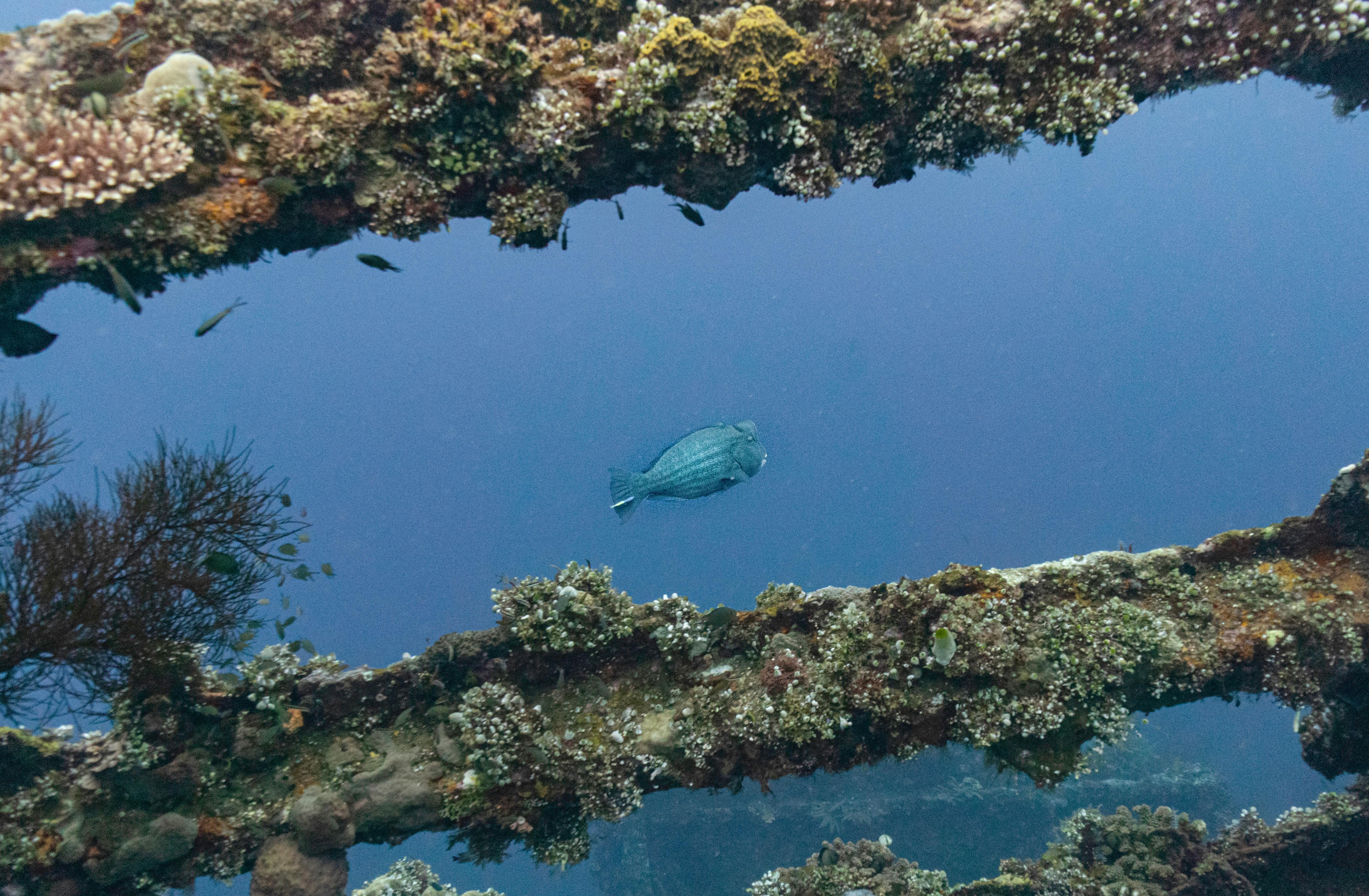 Blue Fish in the Ocean · Free Stock Photo