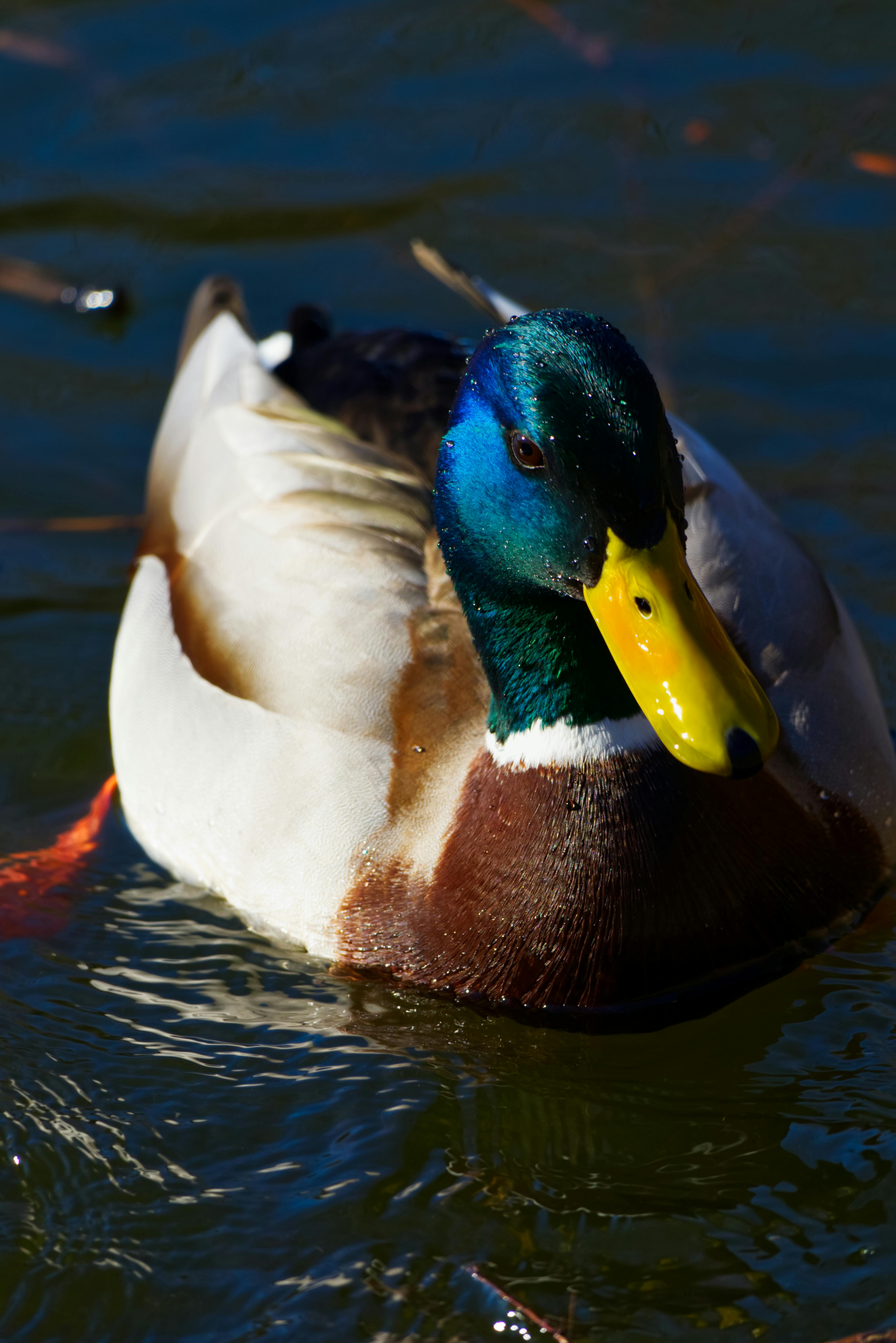 Brown White and Blue Duck · Free Stock Photo