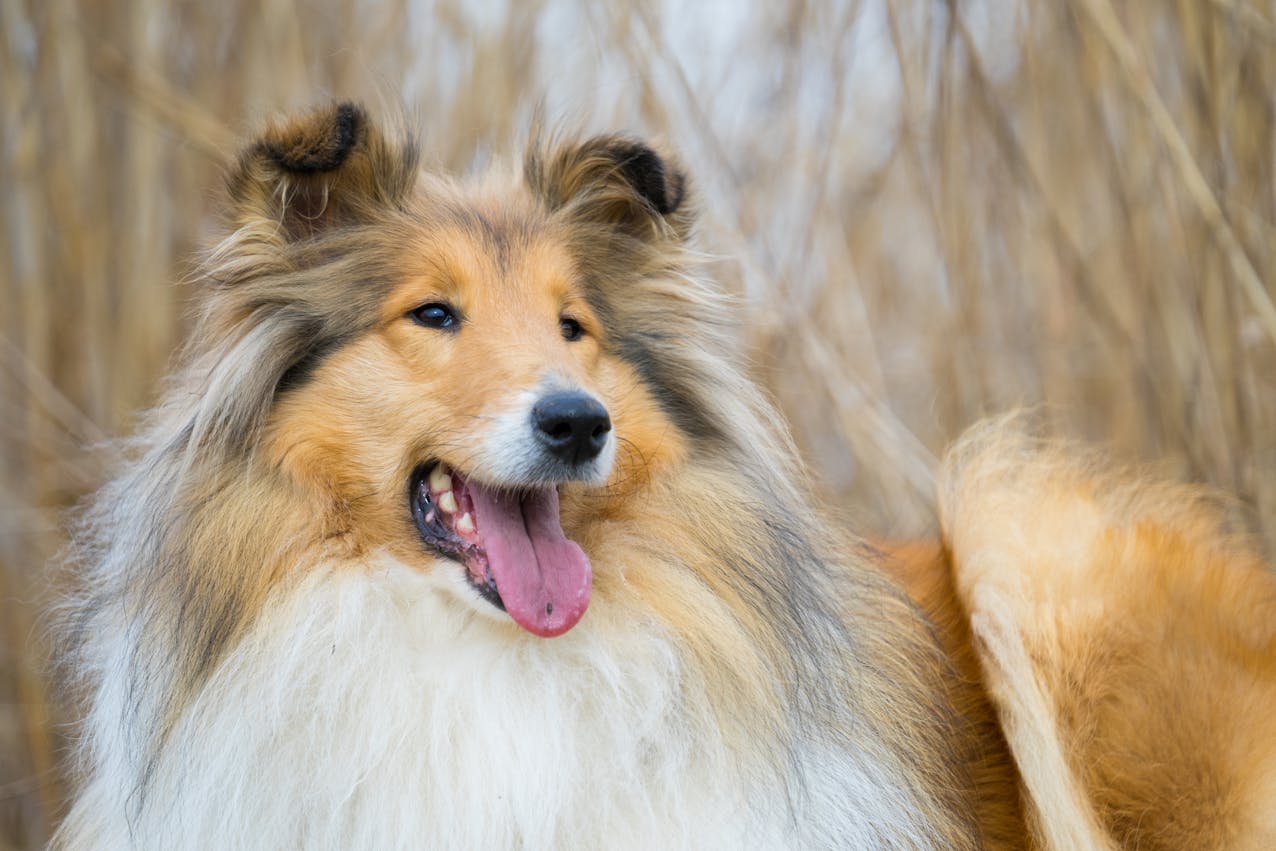 Collie Eye Anomaly: Causes, Symptoms, and Treatment in Dogs