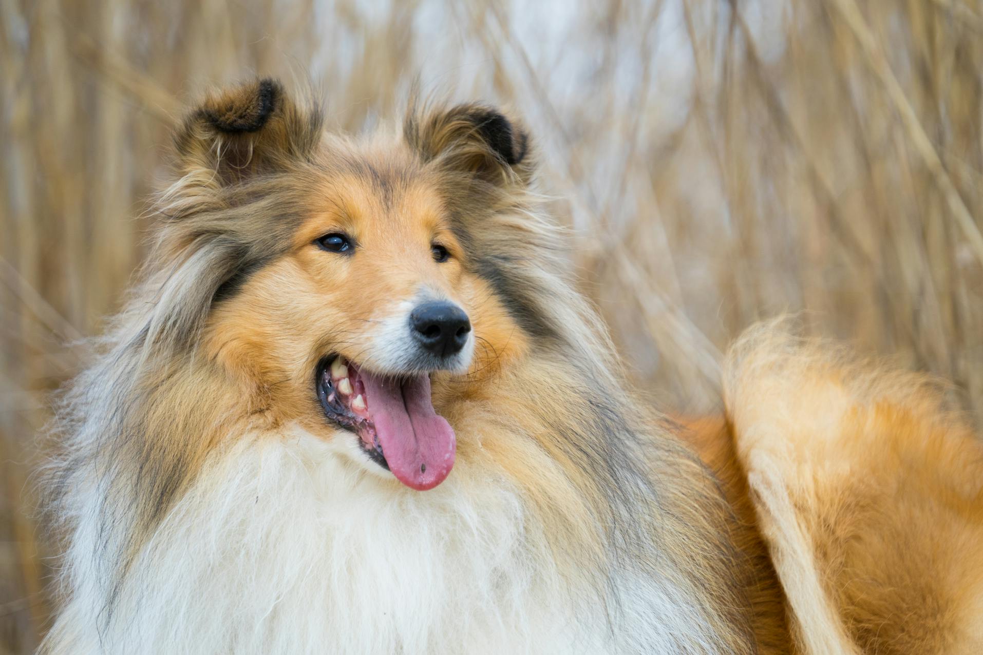 What Do Collies Look Like and Their Distinctive Features