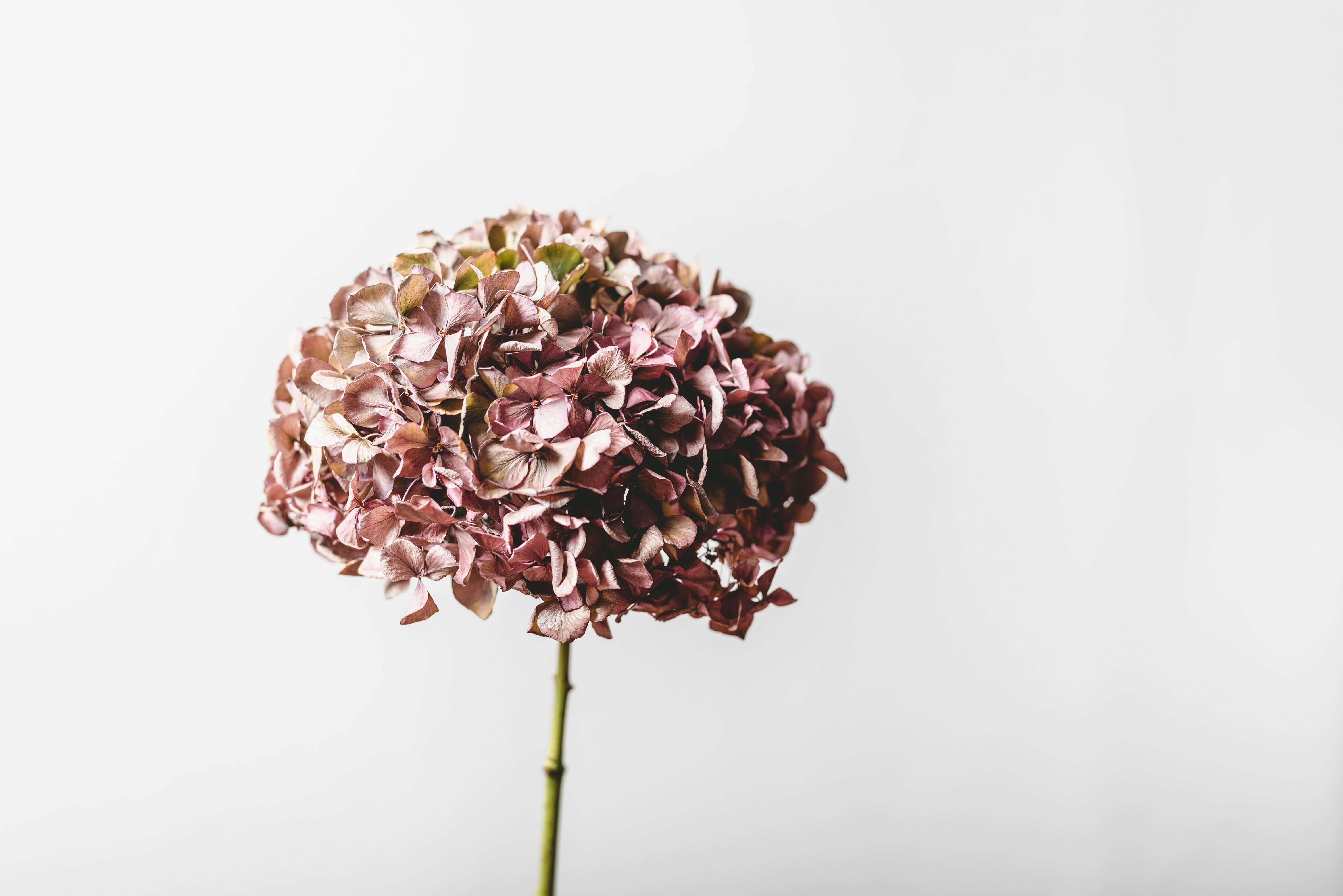 Photo of a Wilting Flower · Free Stock Photo