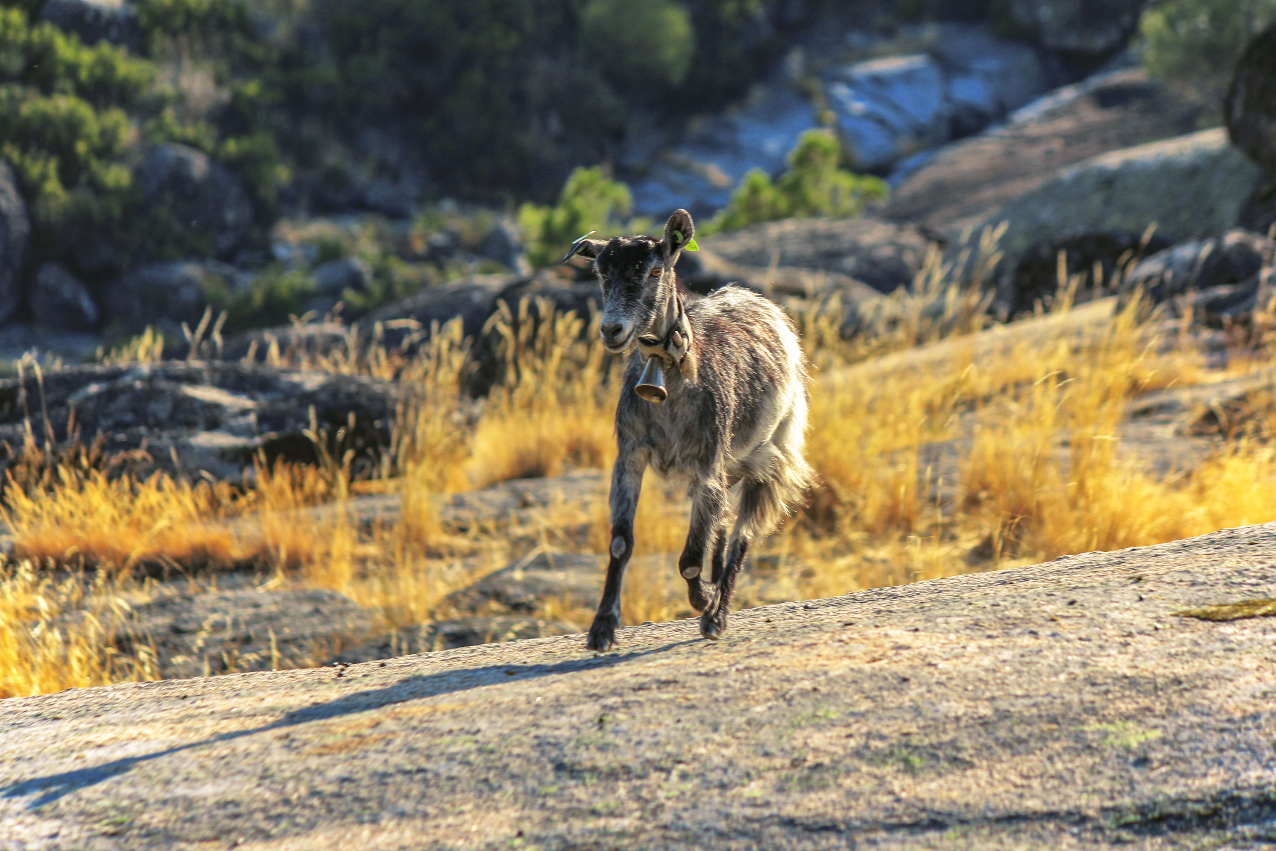 Guard De Goats Photos, Download The BEST Free Guard De Goats Stock ...