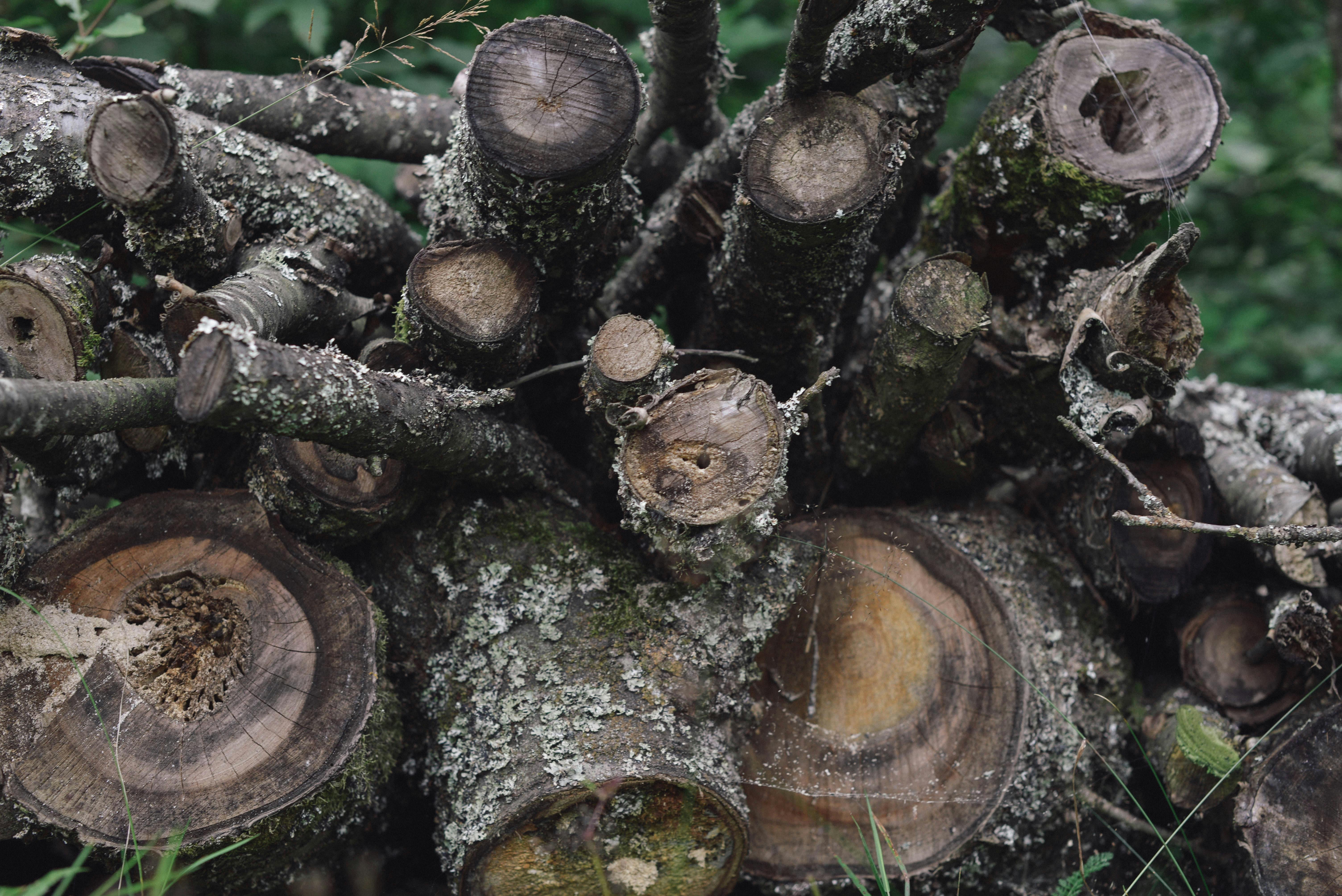 A Pile of Chopped Tree Trunks and Branches · Free Stock Photo