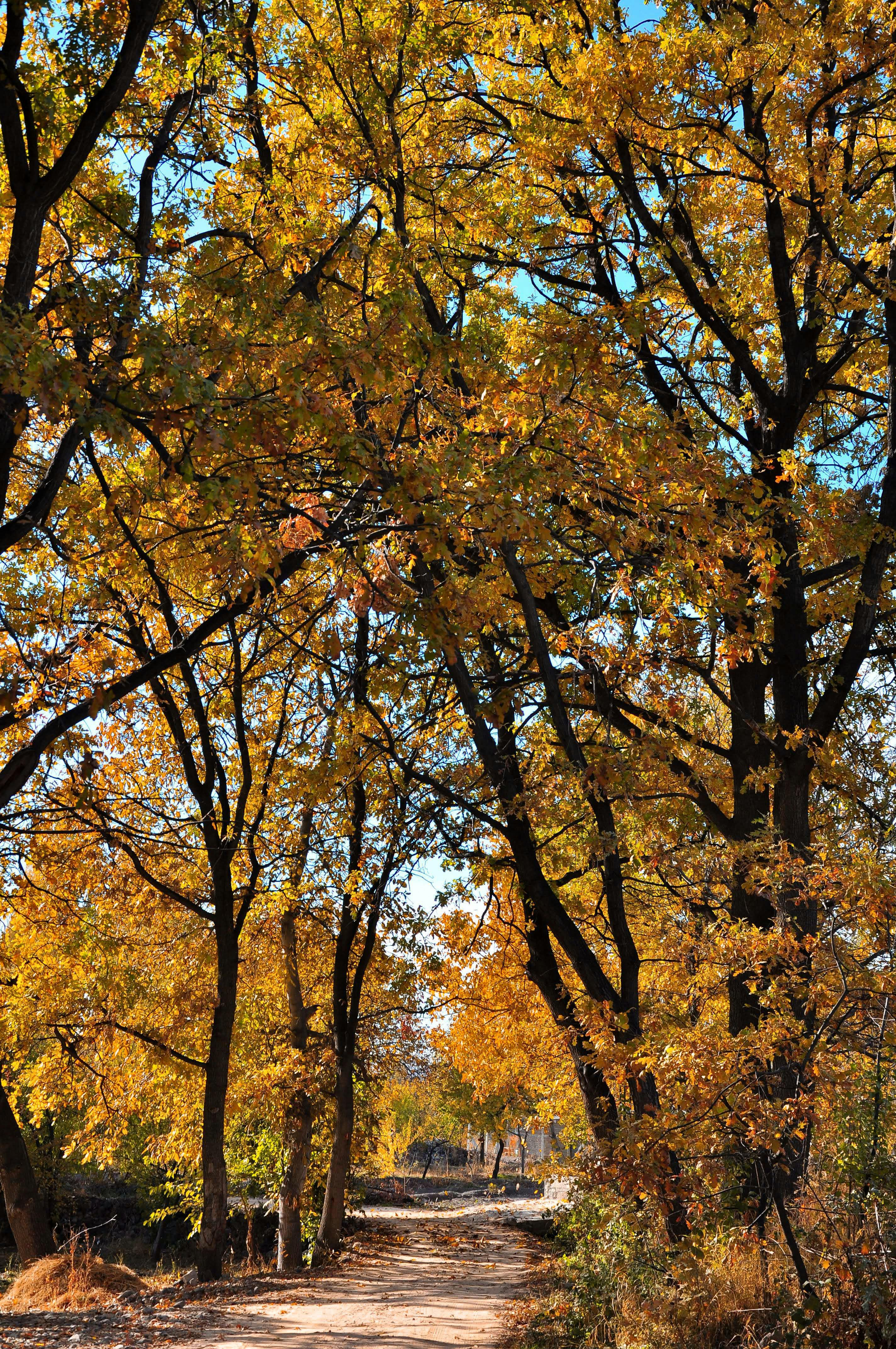 Wooden Bridge Between Trees · Free Stock Photo