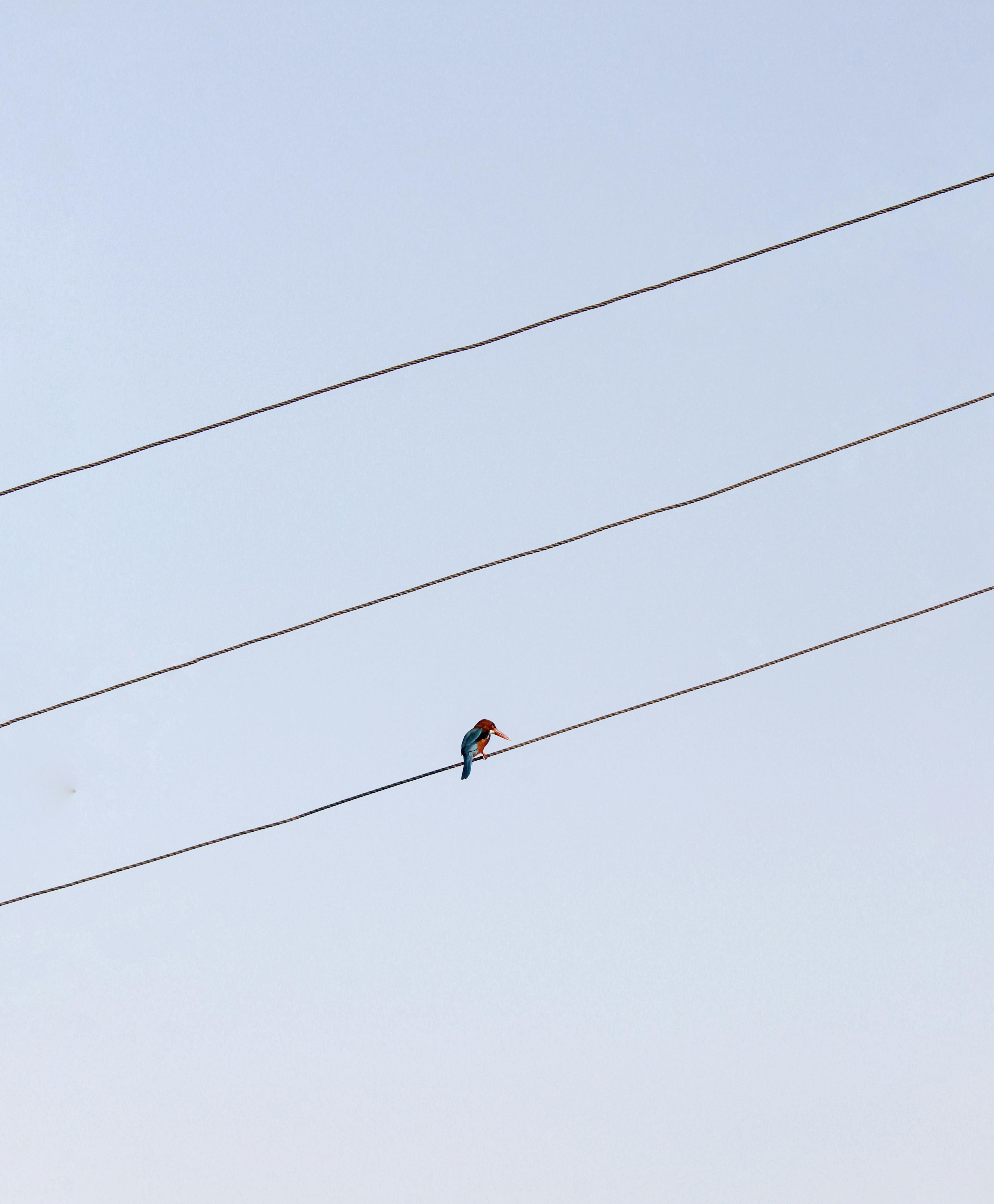A Bird Perched on an Electric Line · Free Stock Photo