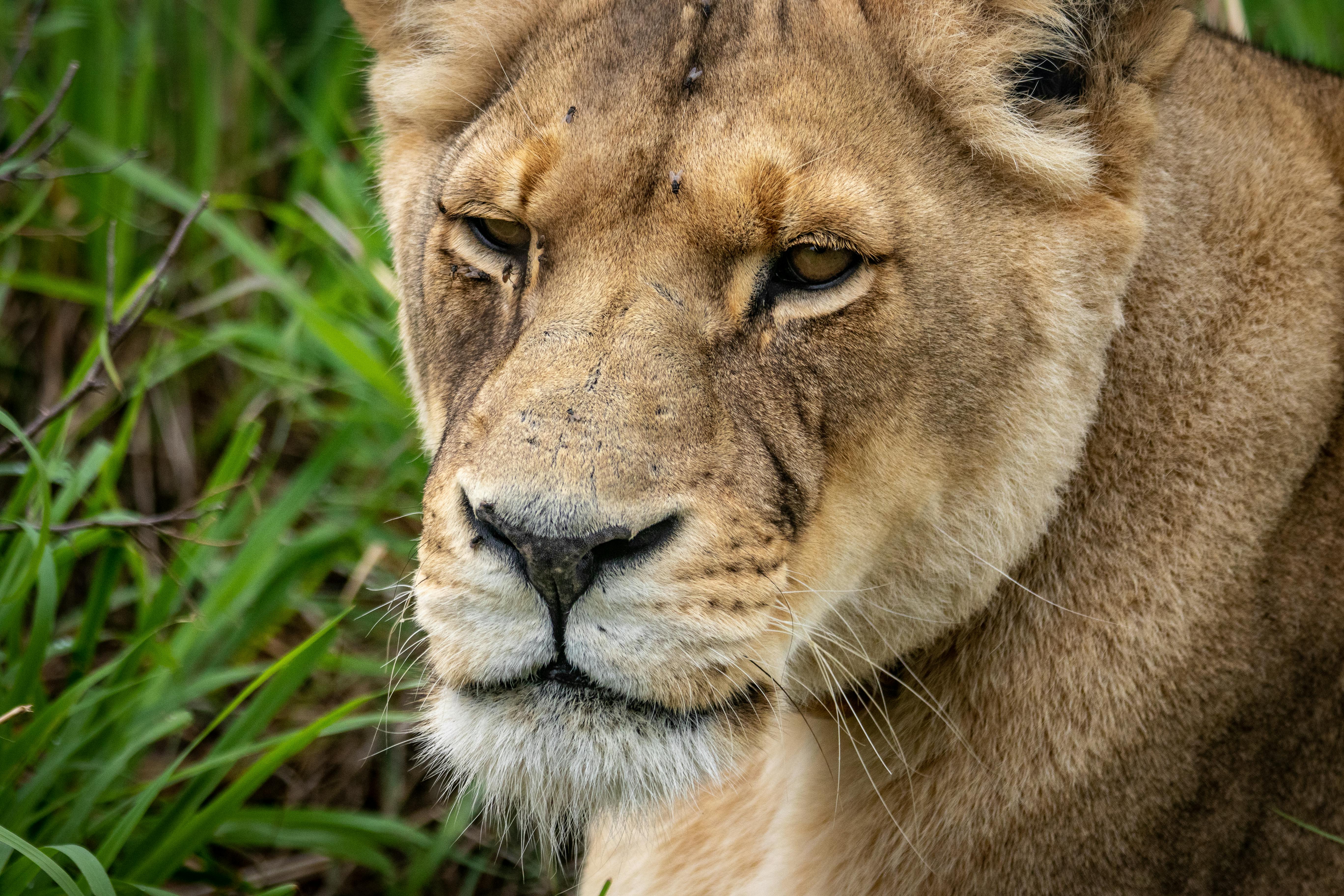 Brown Tiger · Free Stock Photo