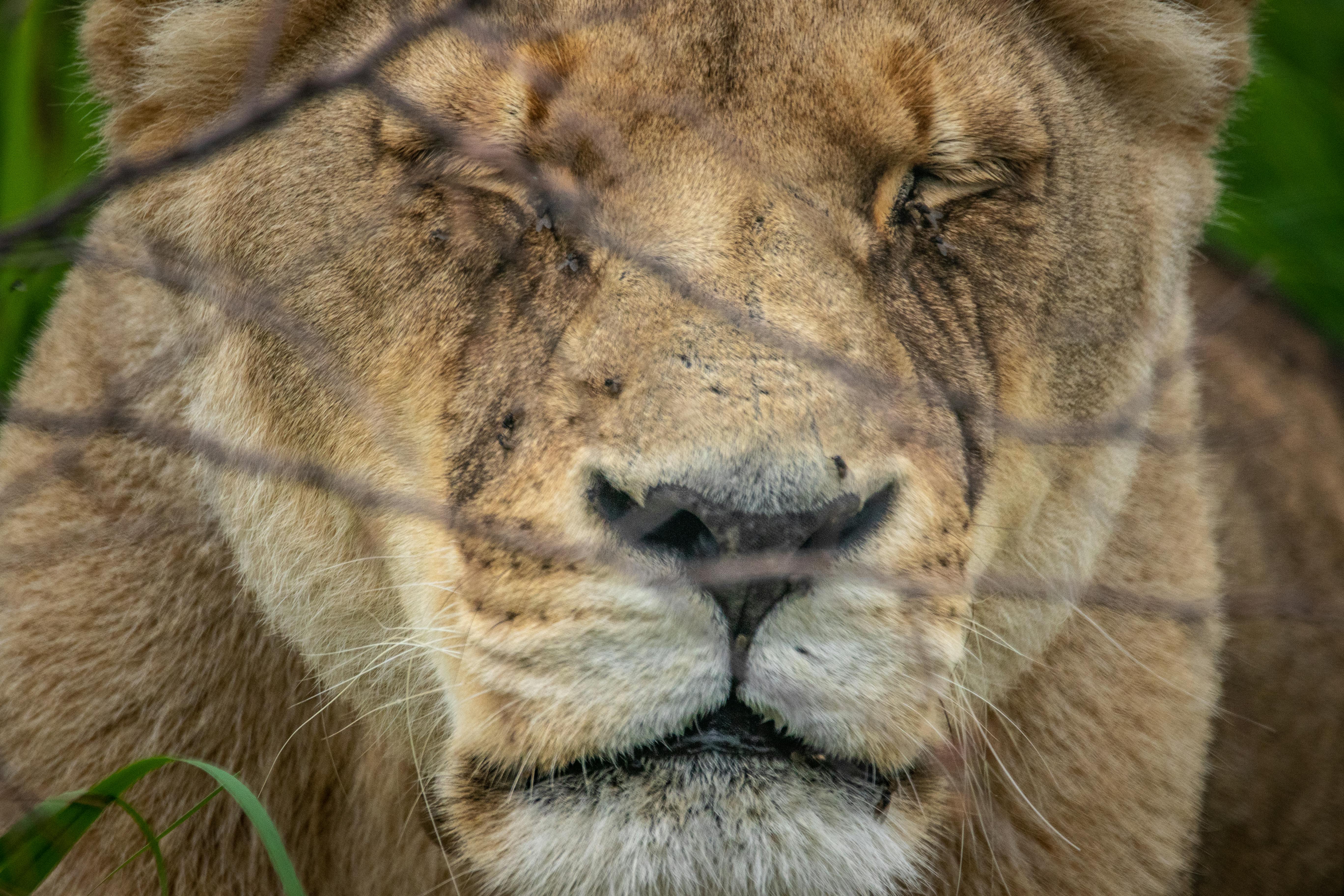 Close-Up Shot of a Lioness · Free Stock Photo