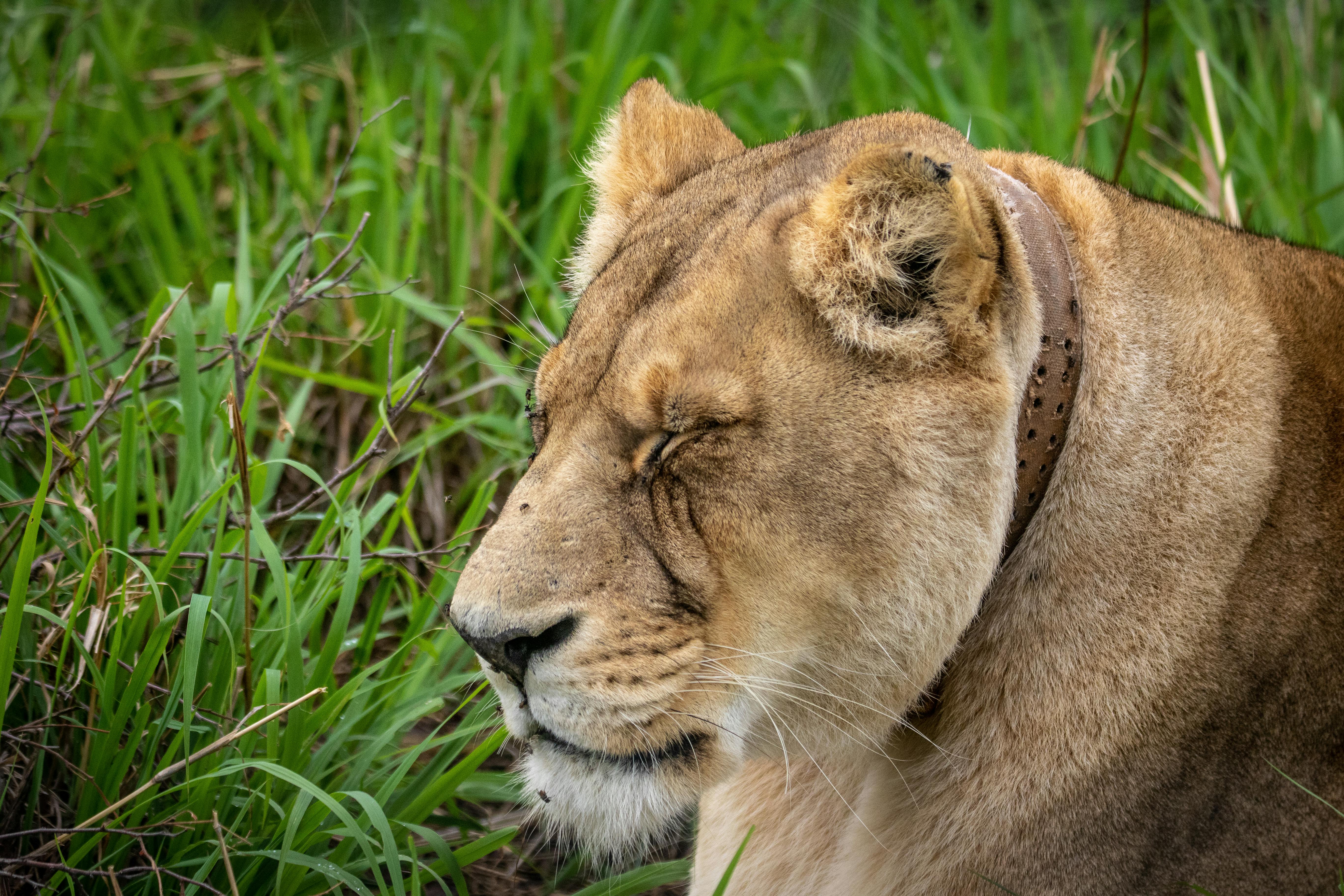 Close Up Shot of a Lioness · Free Stock Photo