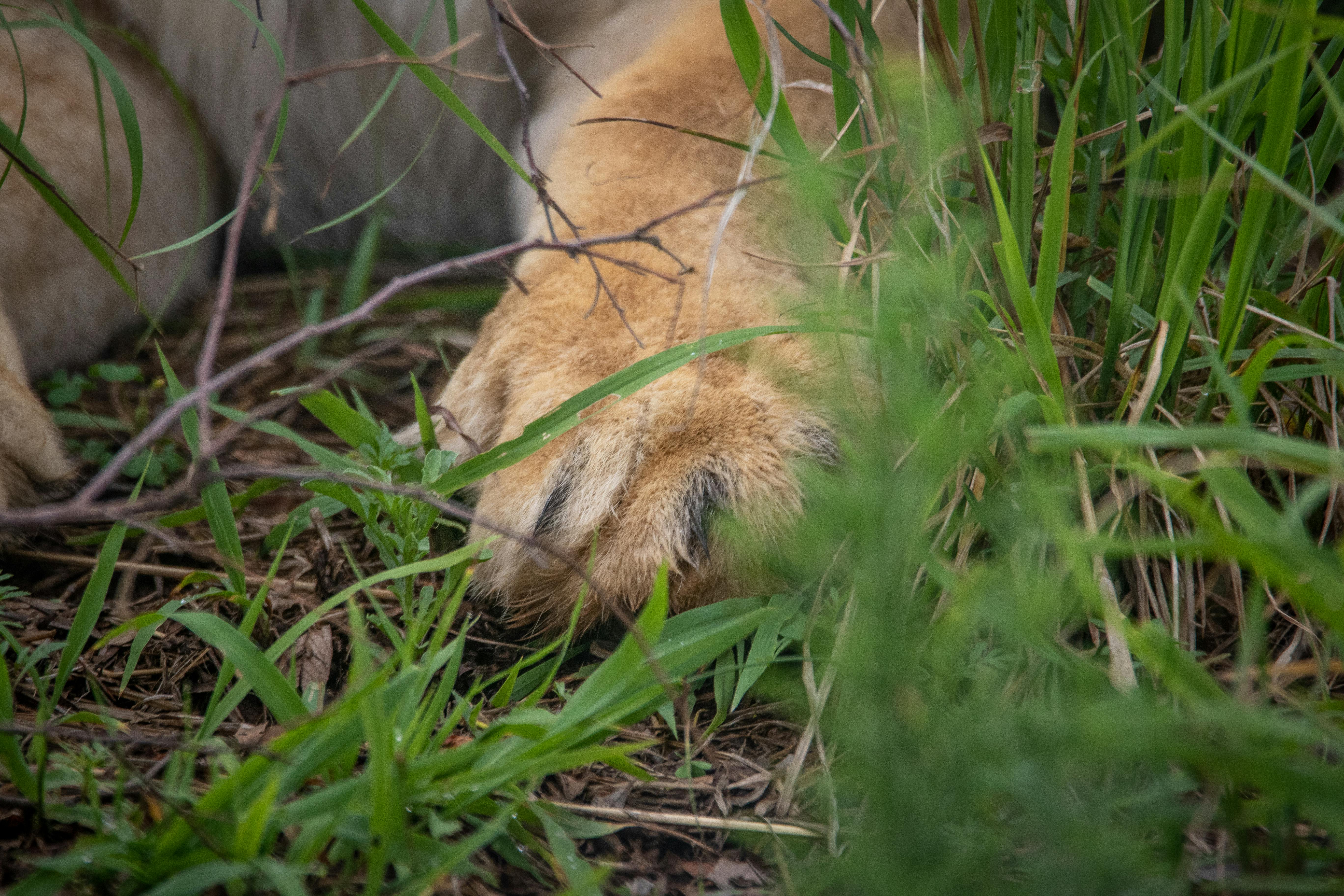 Foto de stock gratuita sobre al aire libre, animal, animal depredador ...