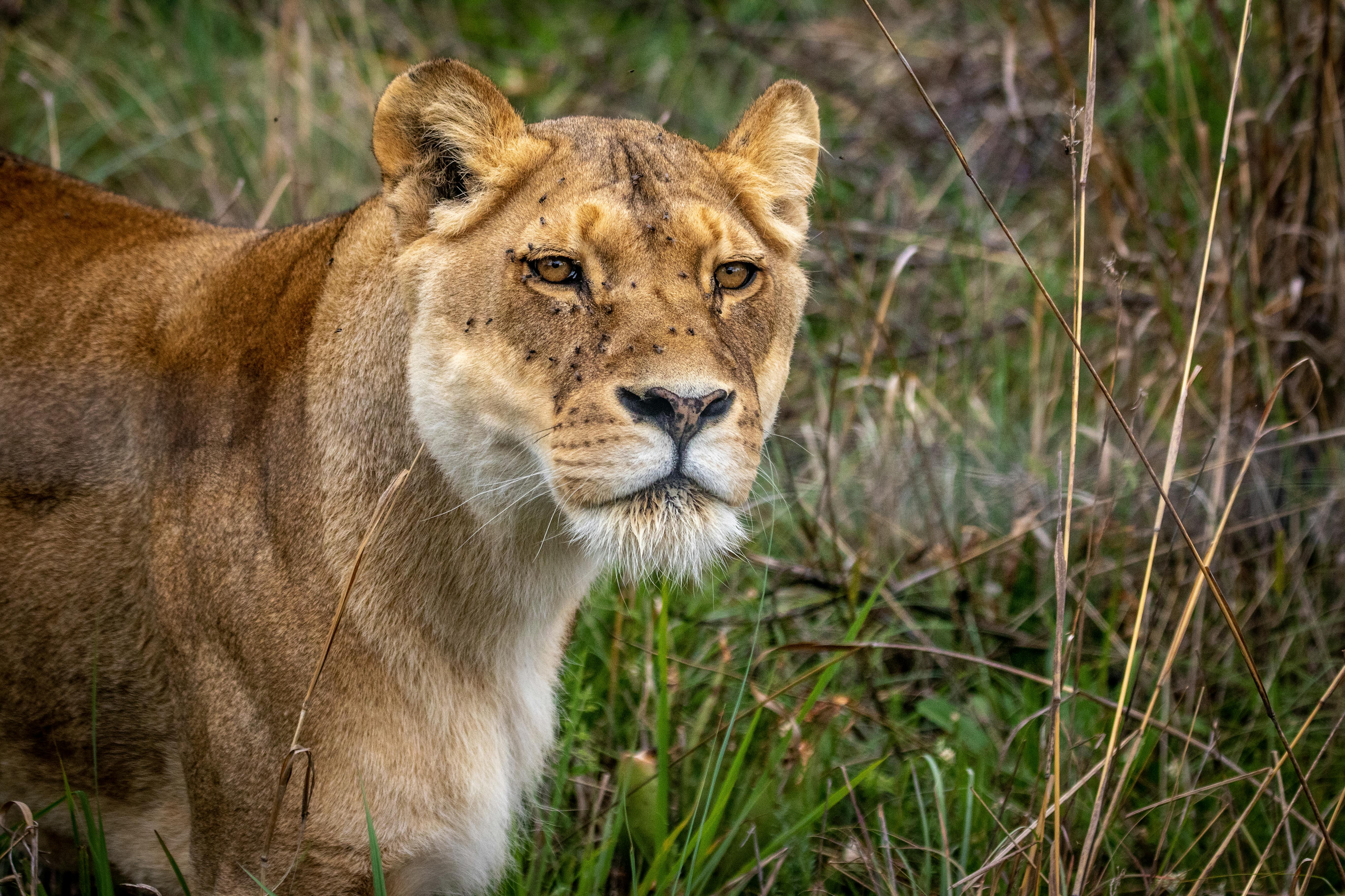 Close-Up Shot of a Lioness Standing on a Grassy Field · Free Stock Photo